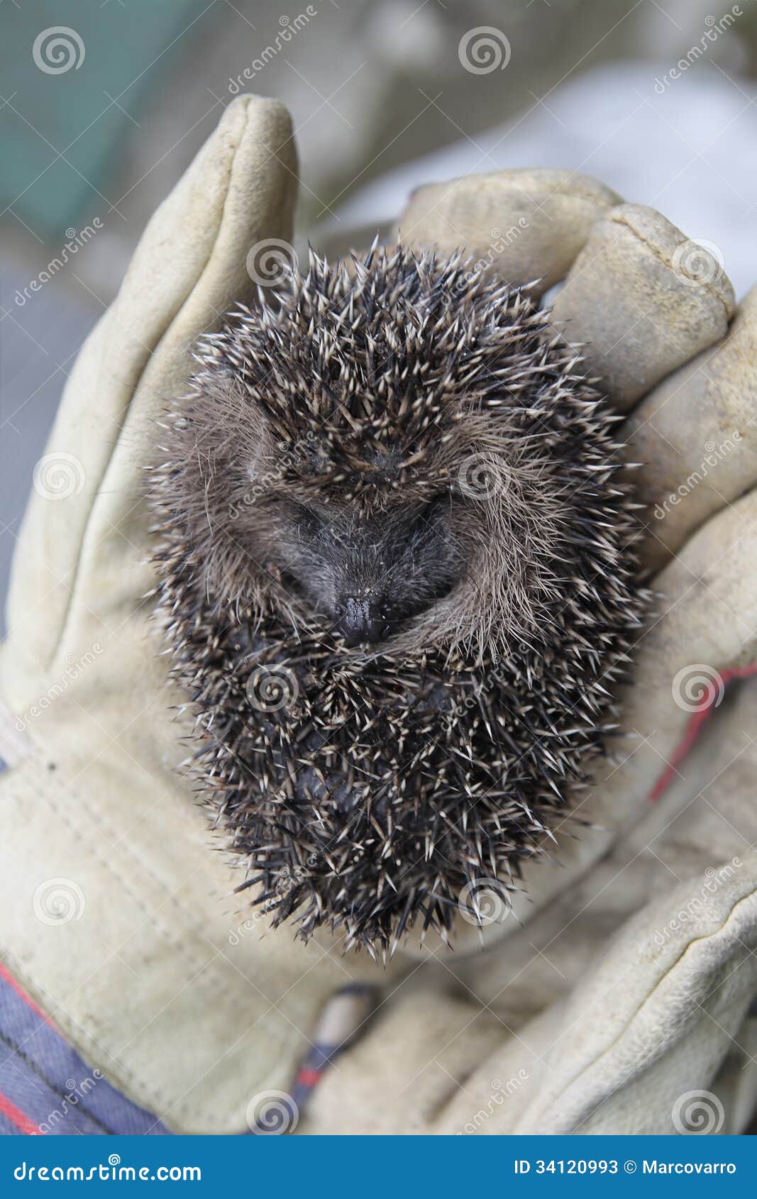 Hedgehog stock image. Image of posture, caring, hands - 34120993