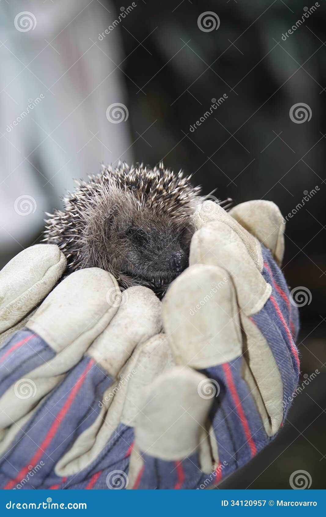 Hedgehog stock image. Image of hands, wild, european - 34120957