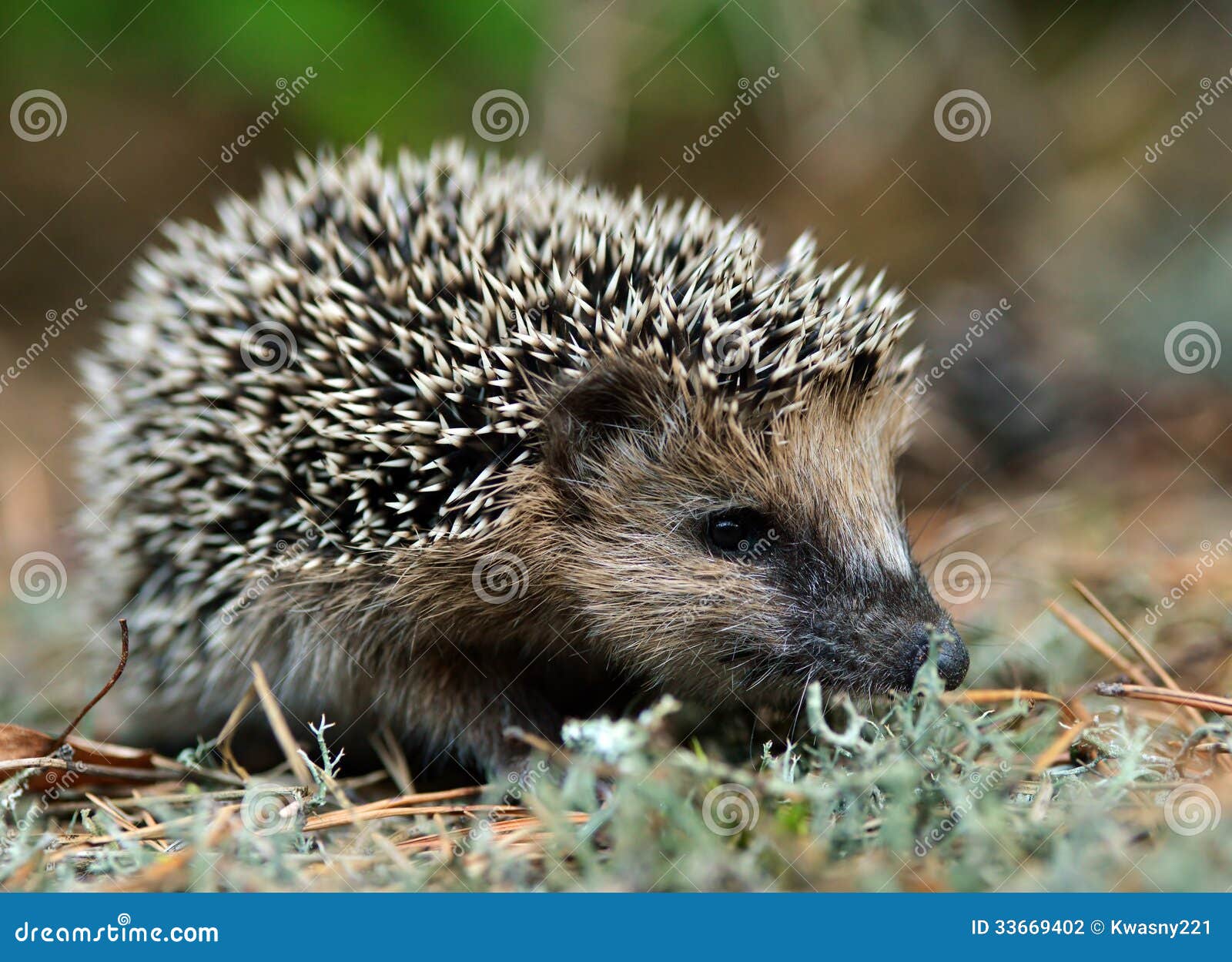Hedgehog stock photo. Image of defense, prickle, green - 33669402