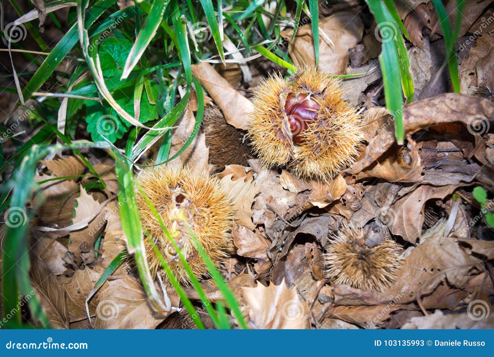 Hedgehogs of Chestnut on the Ground in the Mountains Stock Image ...