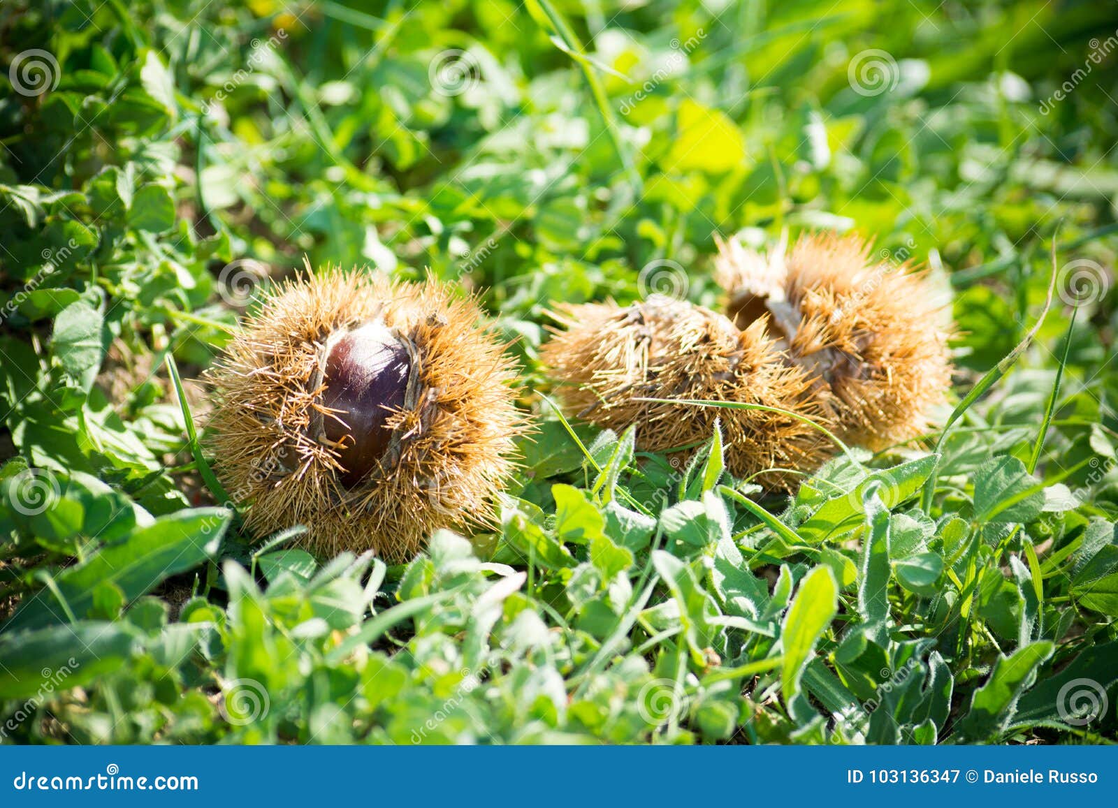 Hedgehogs of Chestnut on the Ground in the Mountains Stock Image ...