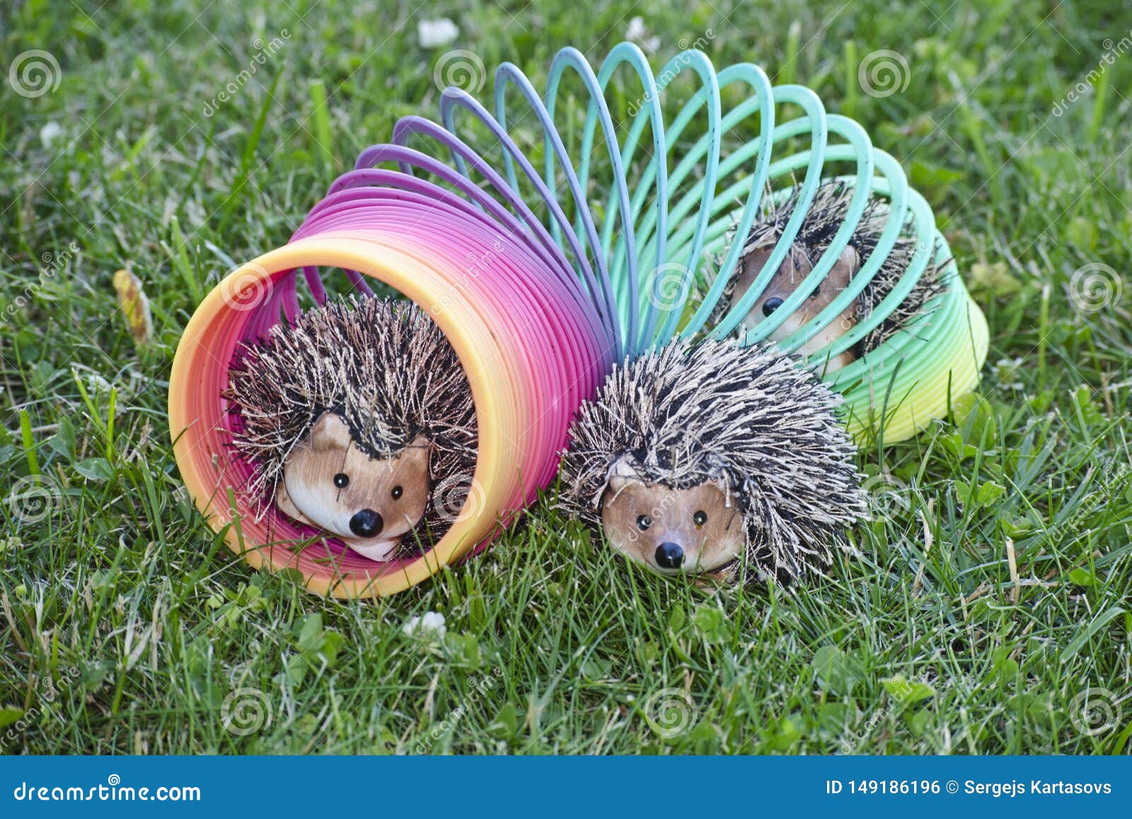 2 Hedgehogs are Playing with the Slinky on the Lawn Editorial Photo ...