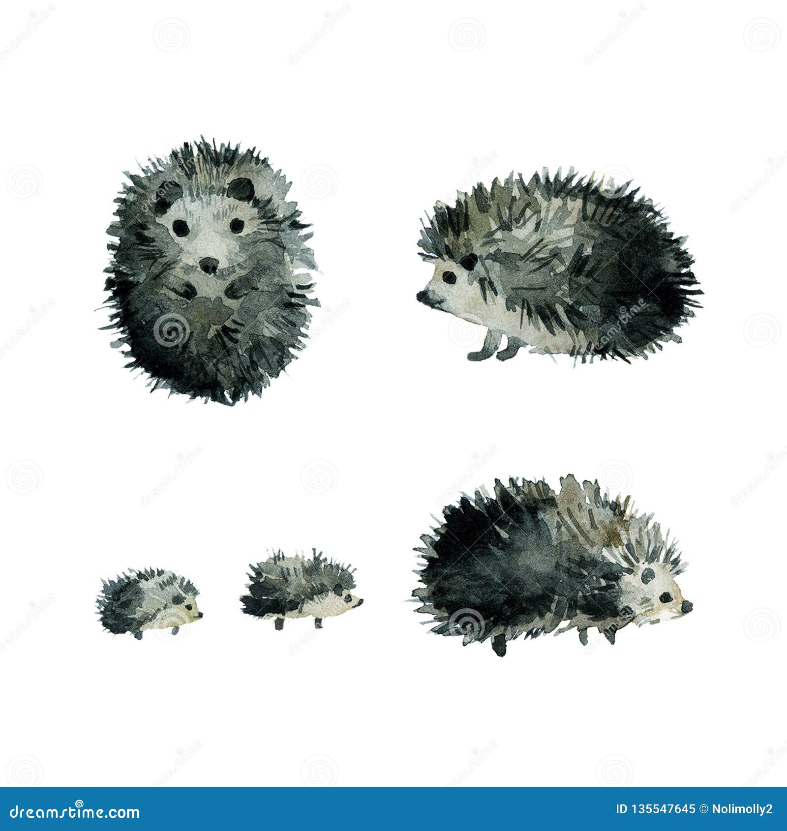 Gray cute hedgehogs set stock illustration. Illustration of drawing ...