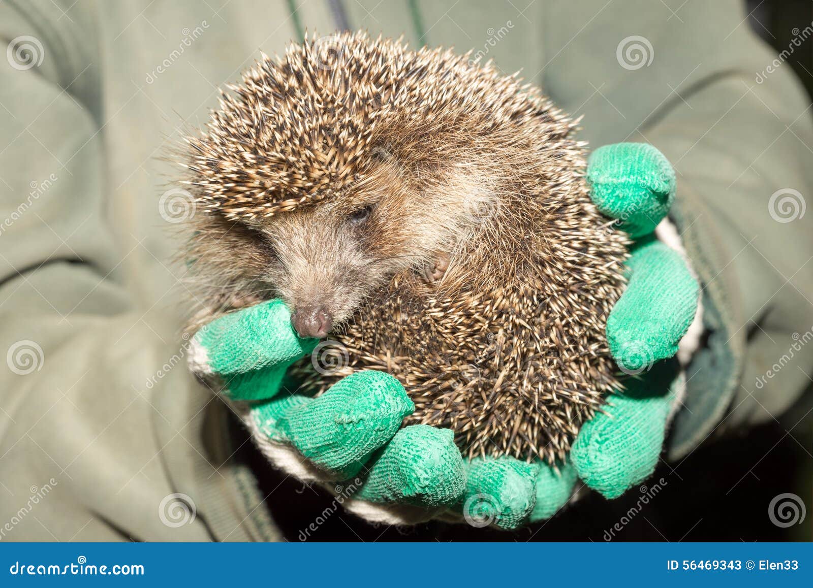 Hedgehoog stock image. Image of color, nose, fixed, mammal - 56469343