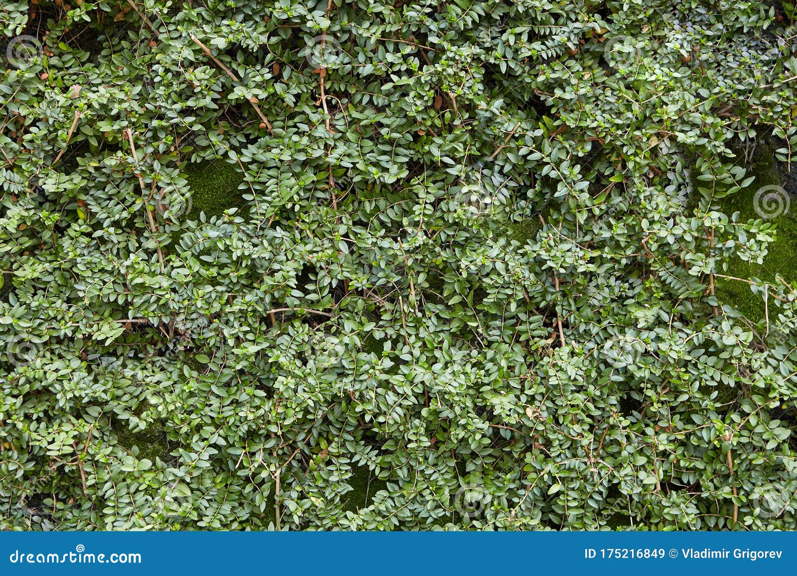 Hedgerow from a Dense Green Bush Stock Image - Image of dense, branch ...
