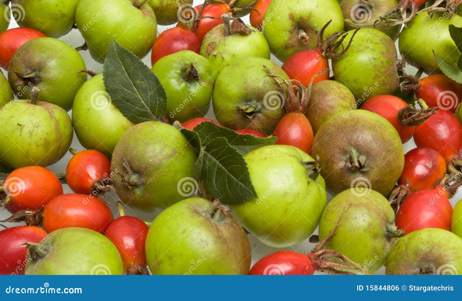 Hedgerow Fruit stock photo. Image of isolated, fruit - 15844806