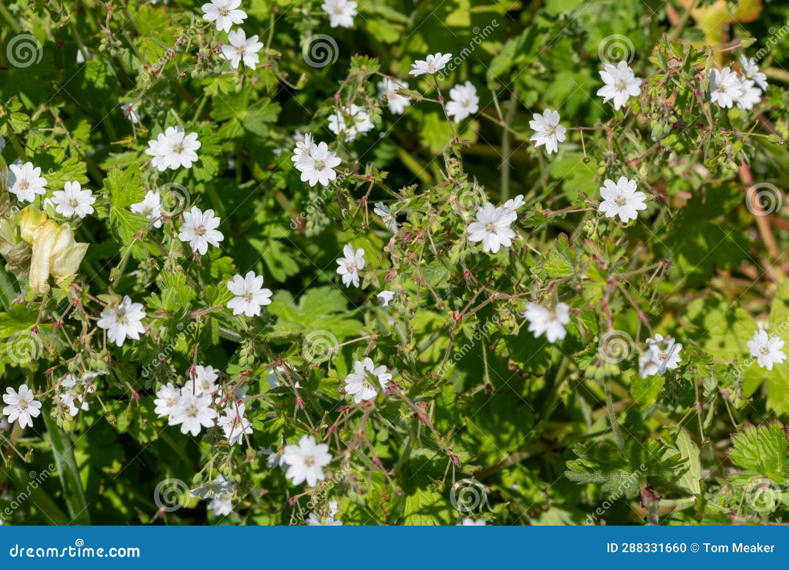 Hedgerow Geraniums (geranium Pyrenaicum Stock Photo - Image of plant ...