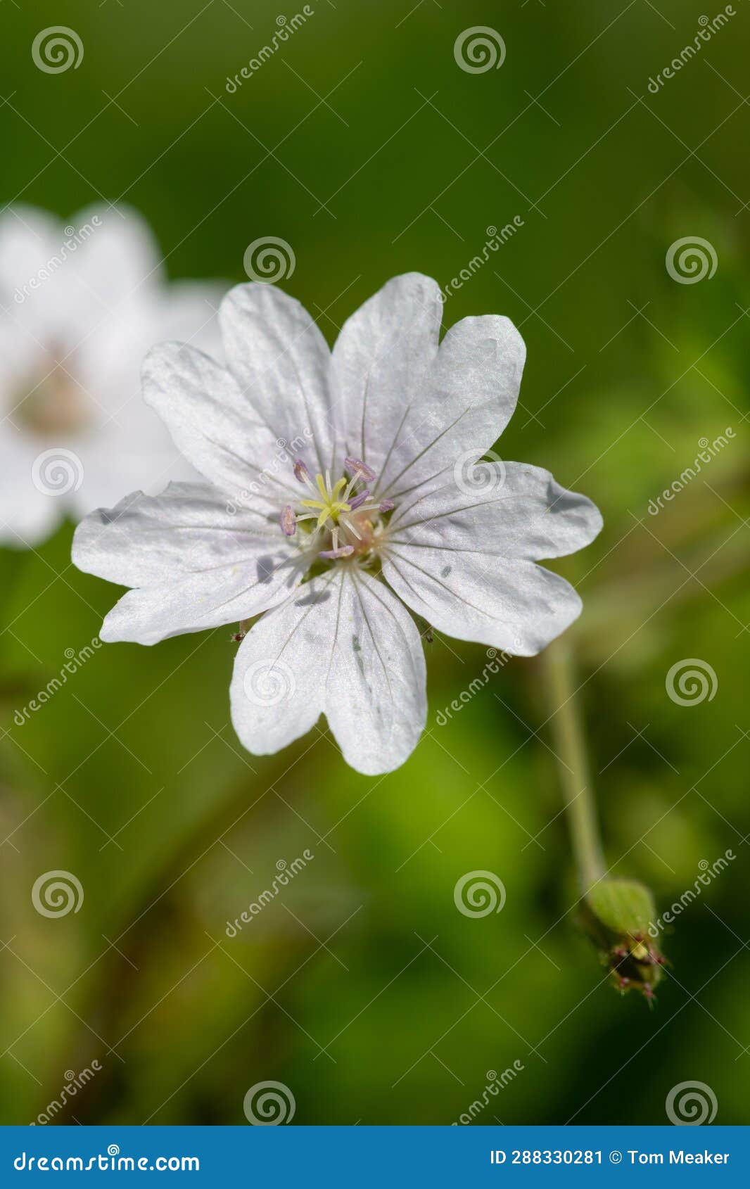 Hedgerow Geraniums (geranium Pyrenaicum Stock Image - Image of mountain ...