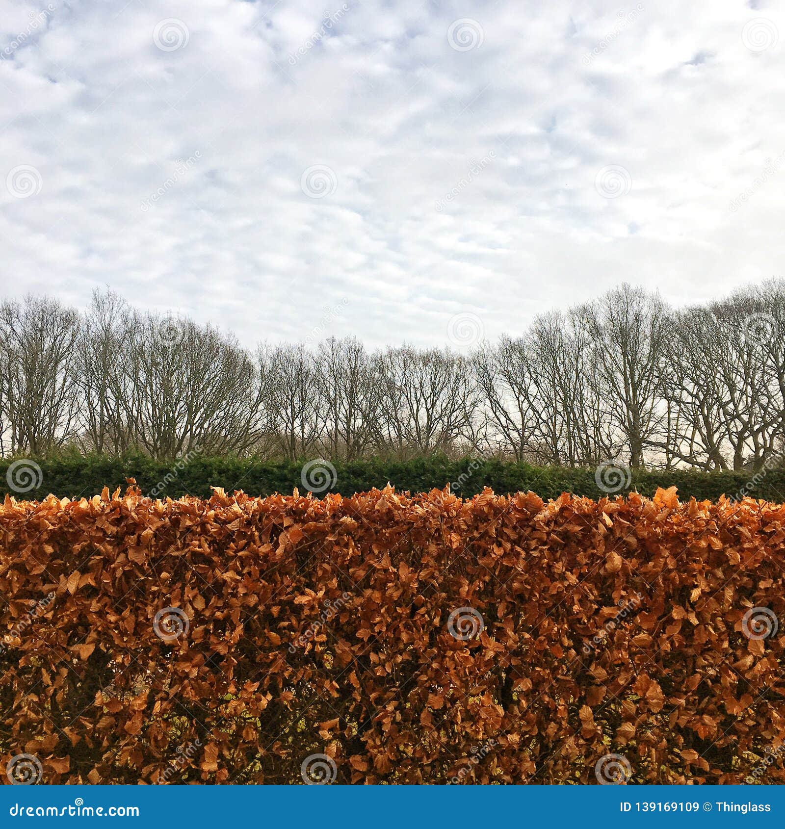 Hedgerows and Trees in Winter Stock Image - Image of brown, britain ...