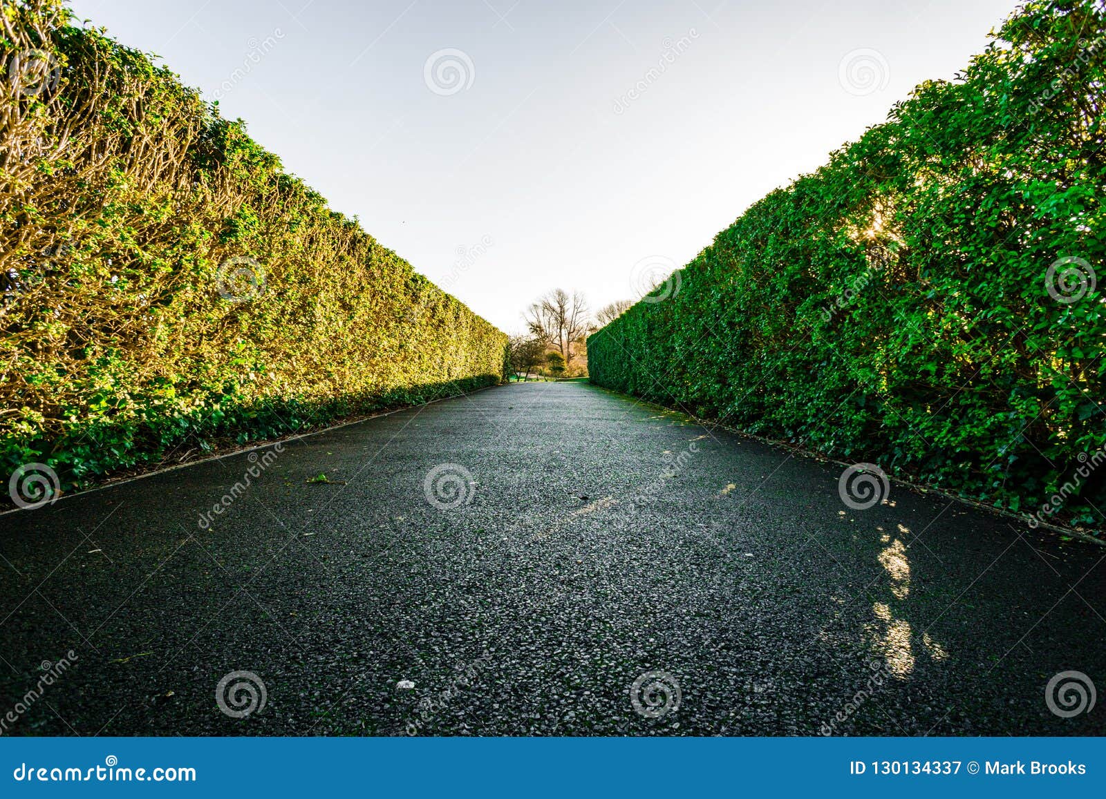 Hedges down a walkway stock image. Image of hedgerow - 130134337