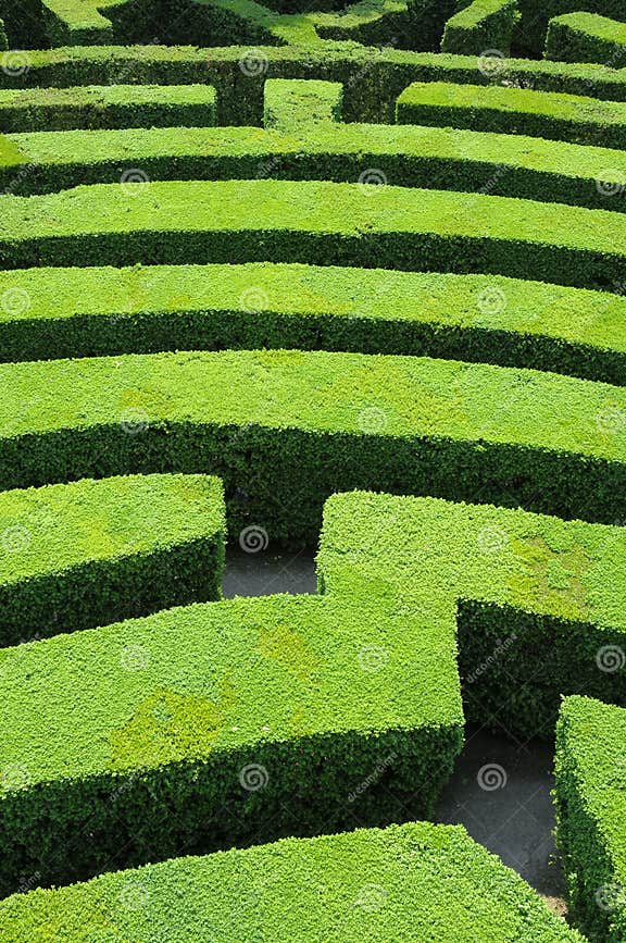 Hedges labyrinth stock image. Image of green, confusion - 9529865