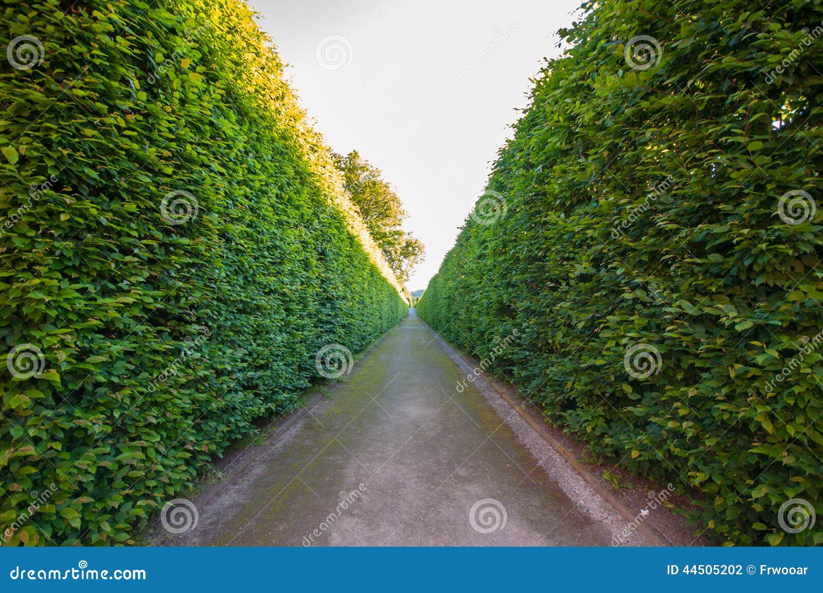 Hedges stock photo. Image of beautiful, nature, design - 44505202