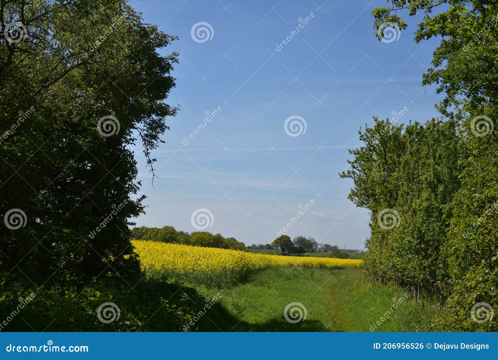 Hedges and Path beside a Field of Seed Stock Photo - Image of country ...