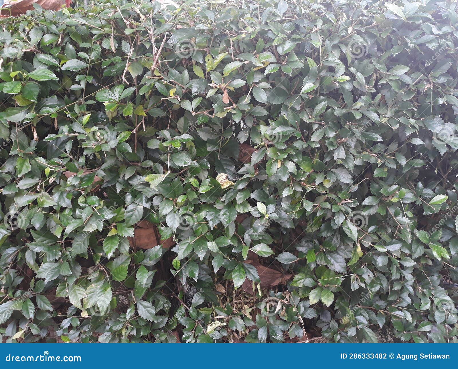 Hedges As Natural Fence for Modern Building Stock Photo - Image of ...