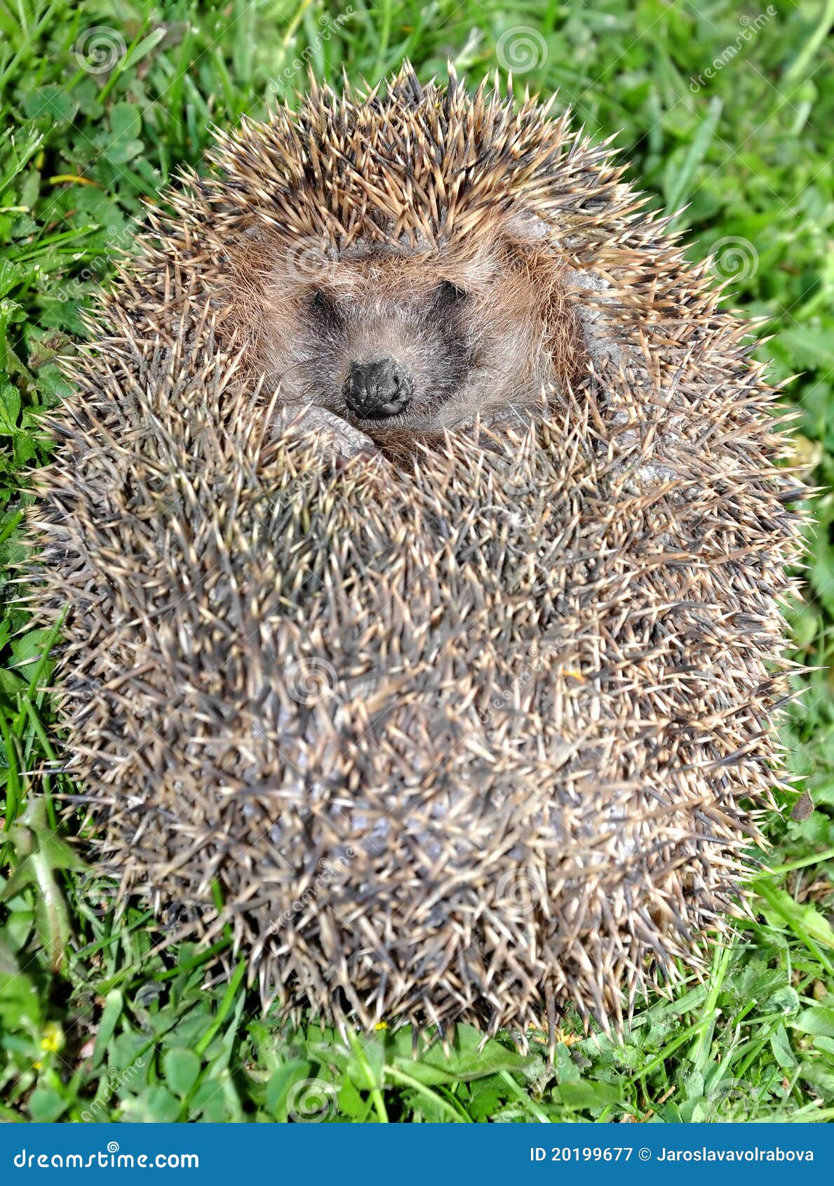 Hedhehog stock image. Image of nature, wildlife, spiny - 20199677