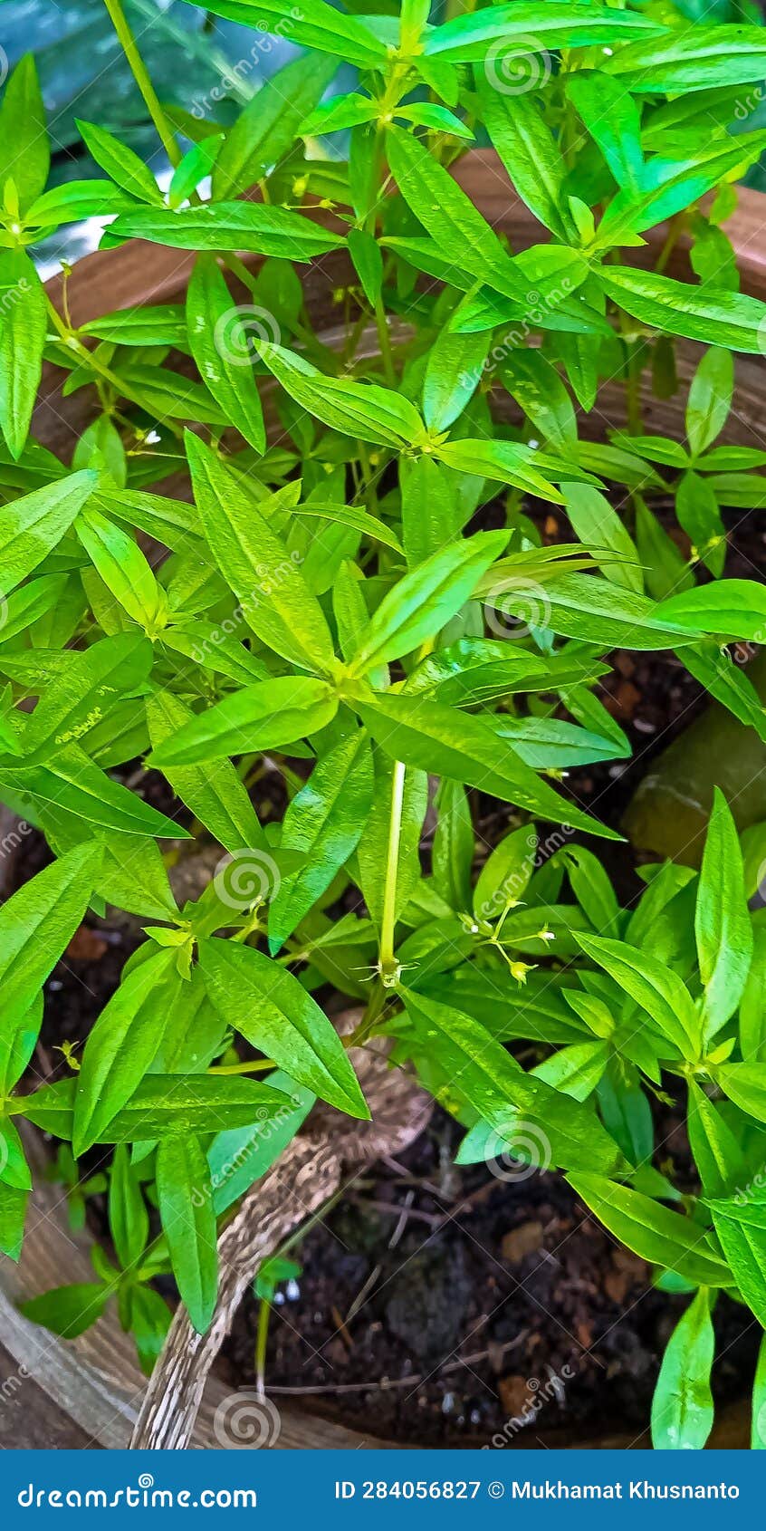 Hedyotis Diffusa Plant Grows Wild in the House Yard Stock Image - Image ...