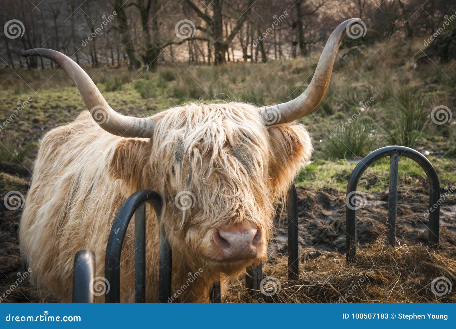 Heelan Coo stock image. Image of beef, landscape, dairy - 100507183