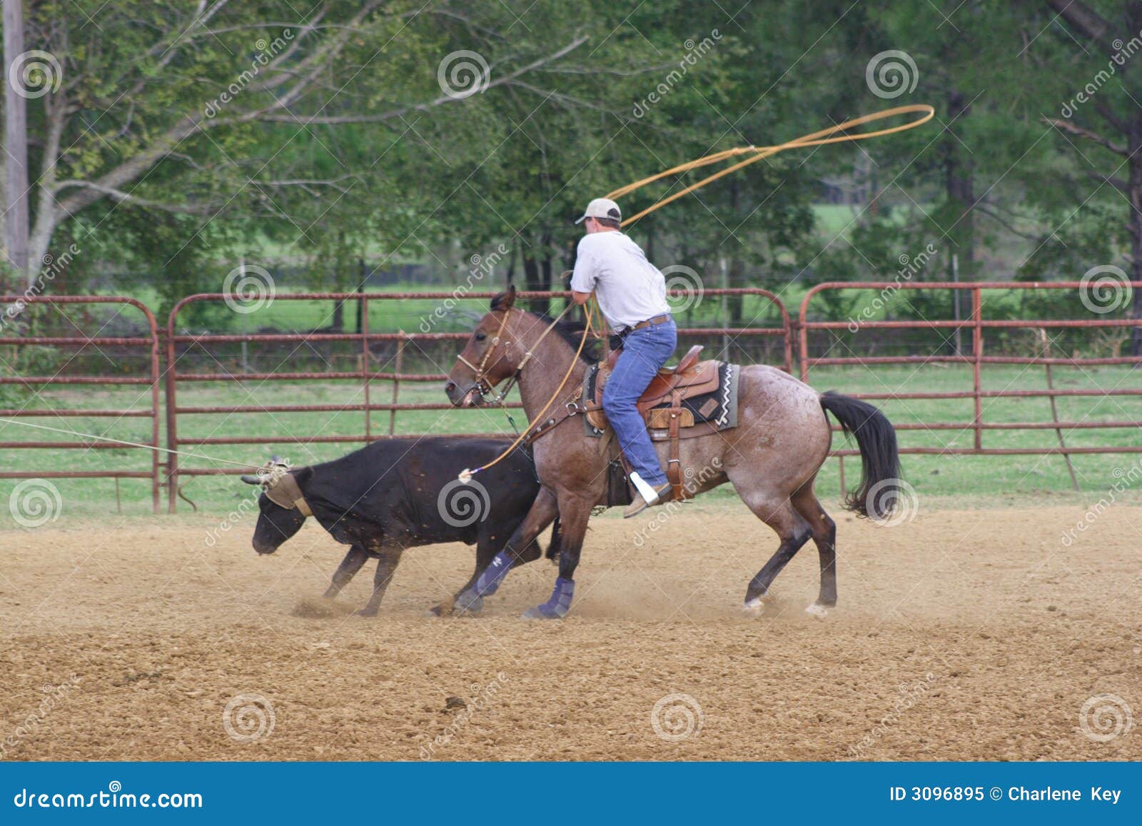 The Heeler at the Roping stock image. Image of outdoors - 3096895