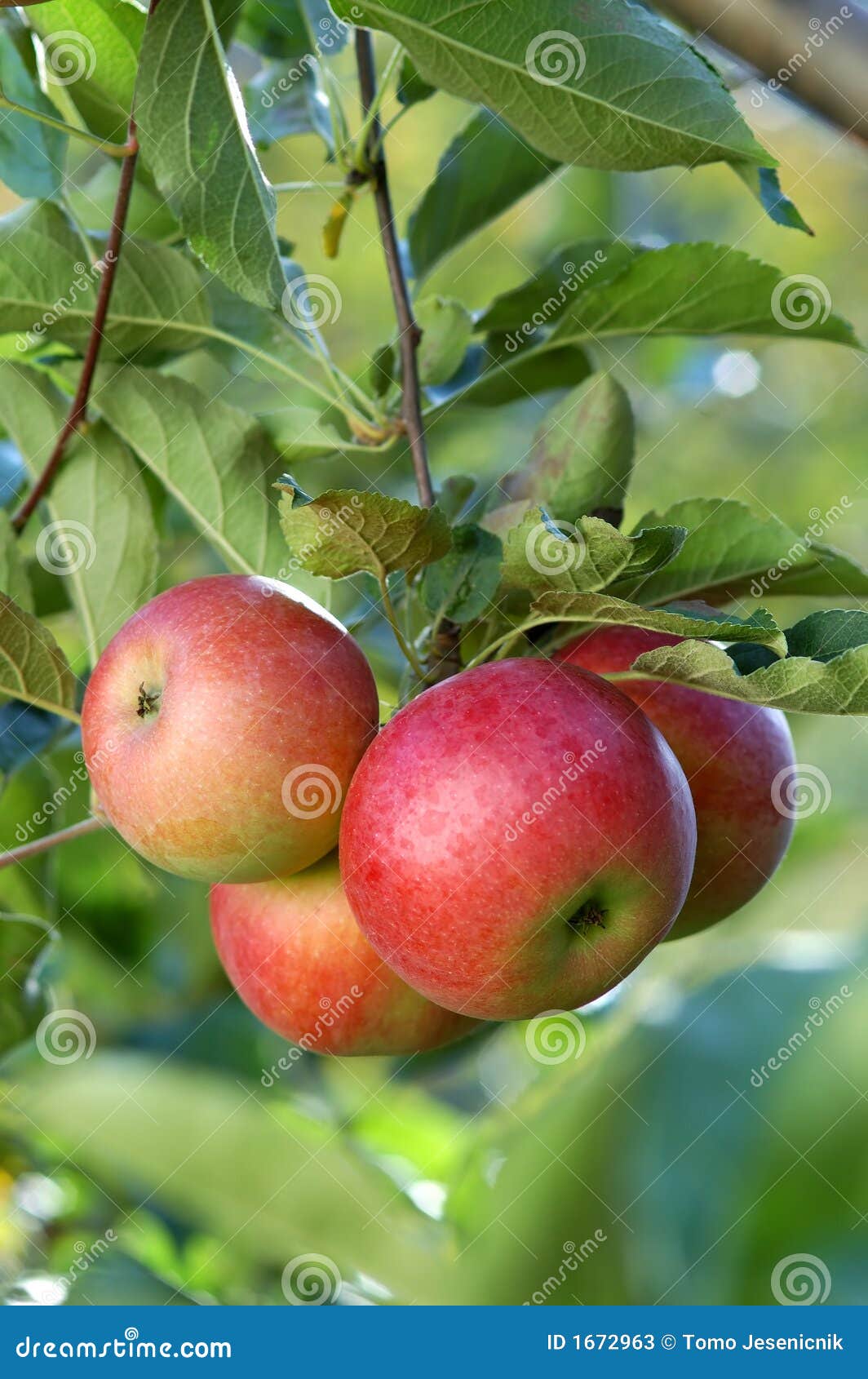Heerlijke appelen stock afbeelding. Image of pastei, wrongel - 1672963