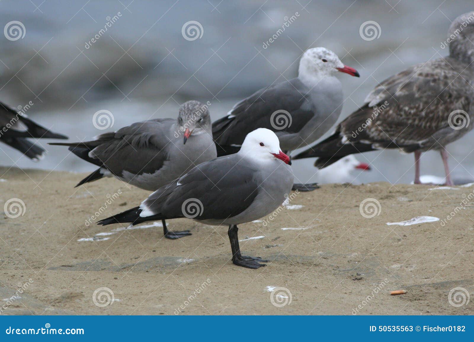 Heermann S Gull (Larus Heermanni) Stock Image - Image of wild, seaull ...