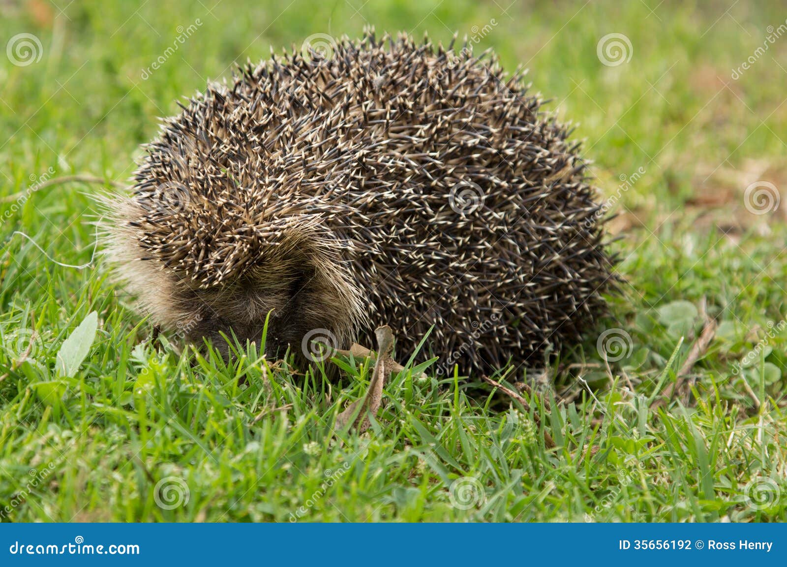 Heghog fotografia stock. Immagine di animale, riccio - 35656192