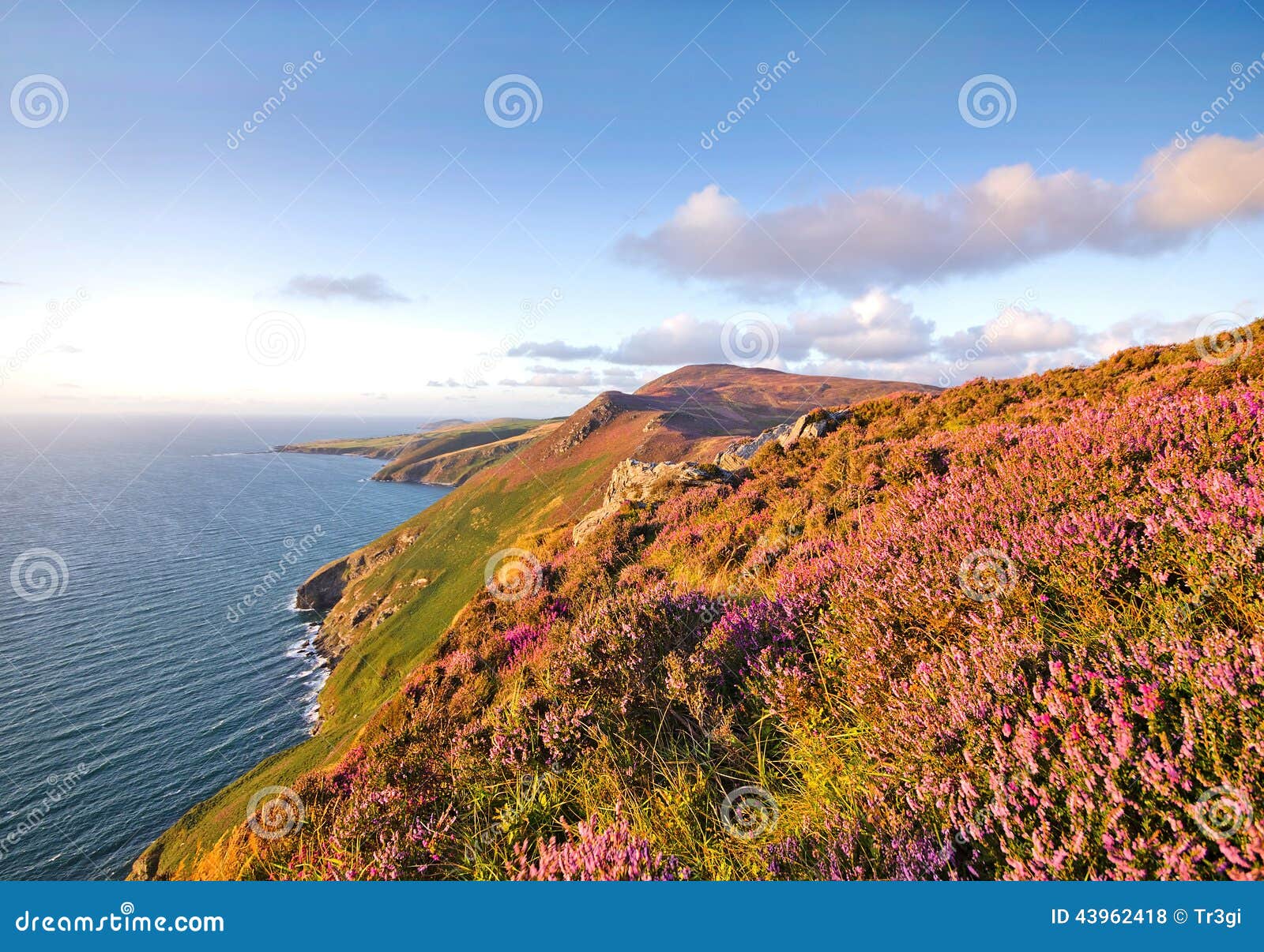 Heide in Bloei De Heiden Van Het Eiland Man Stock Foto - Image of ...