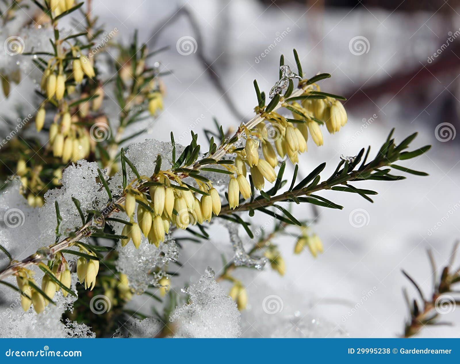 Witte heidebloemen stock foto. Image of bloeien, sneeuw - 29995238