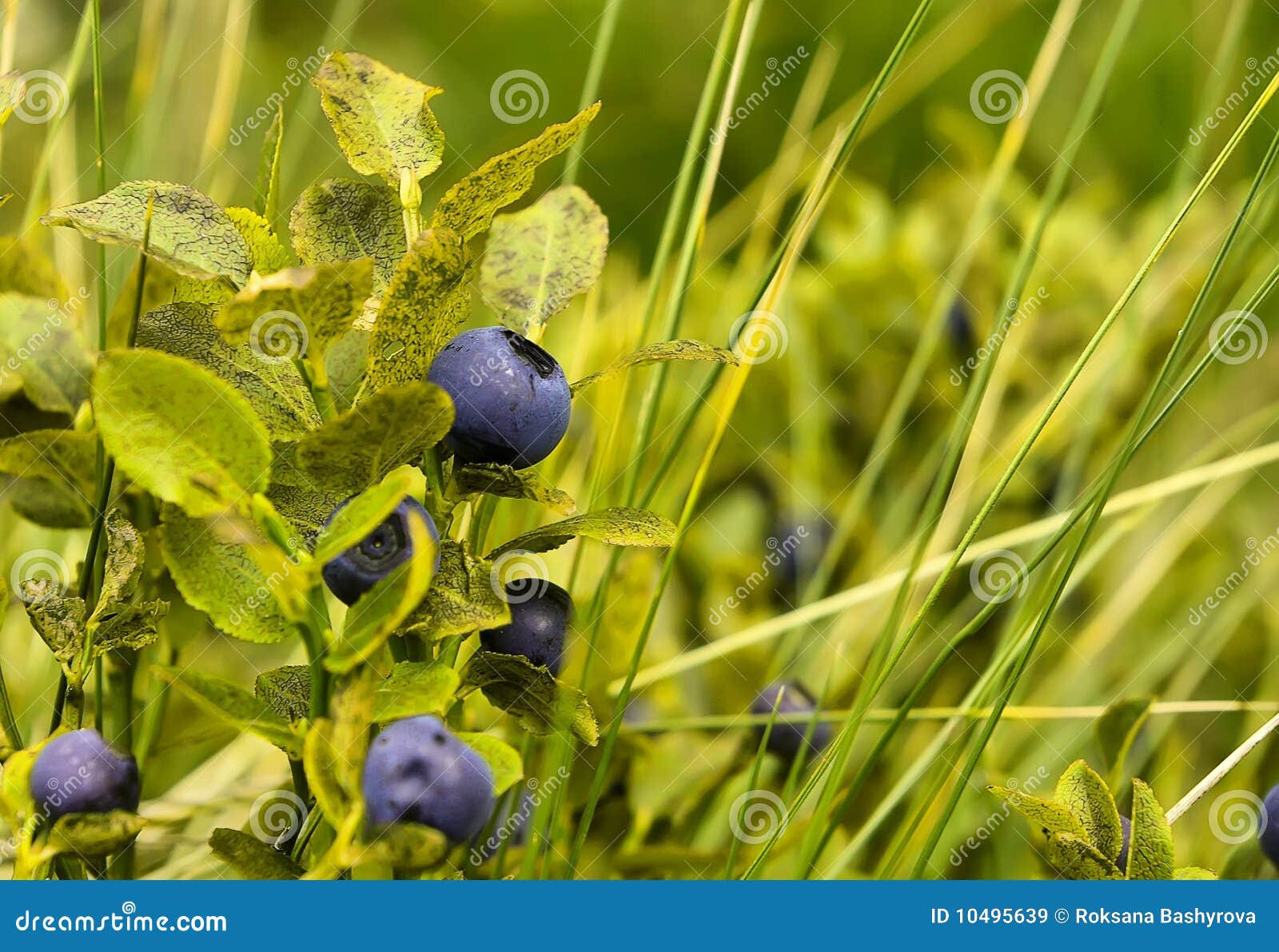 Heidelbeere stockbild. Bild von zweig, blatt, organisch - 10495639