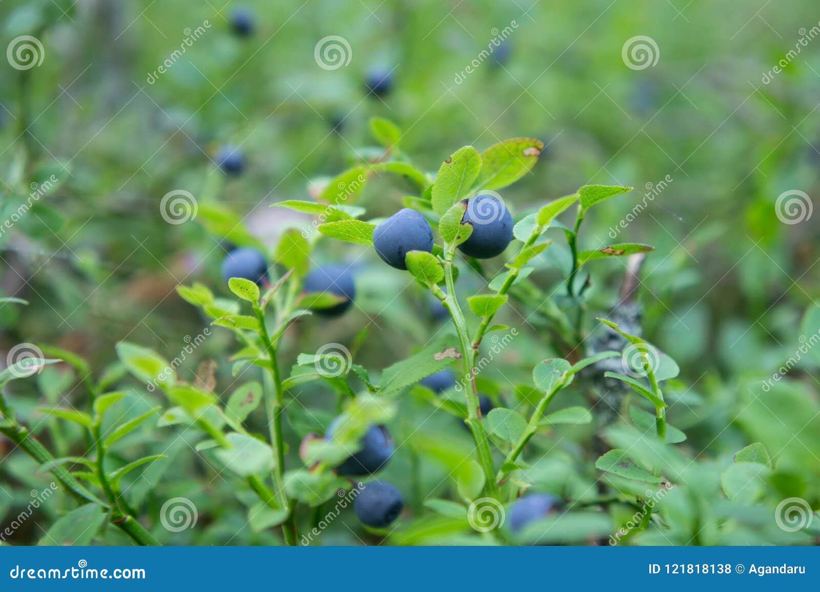 Heidelbeeren Auf Einem Busch Im Wald Stockfoto - Bild von jahreszeit ...