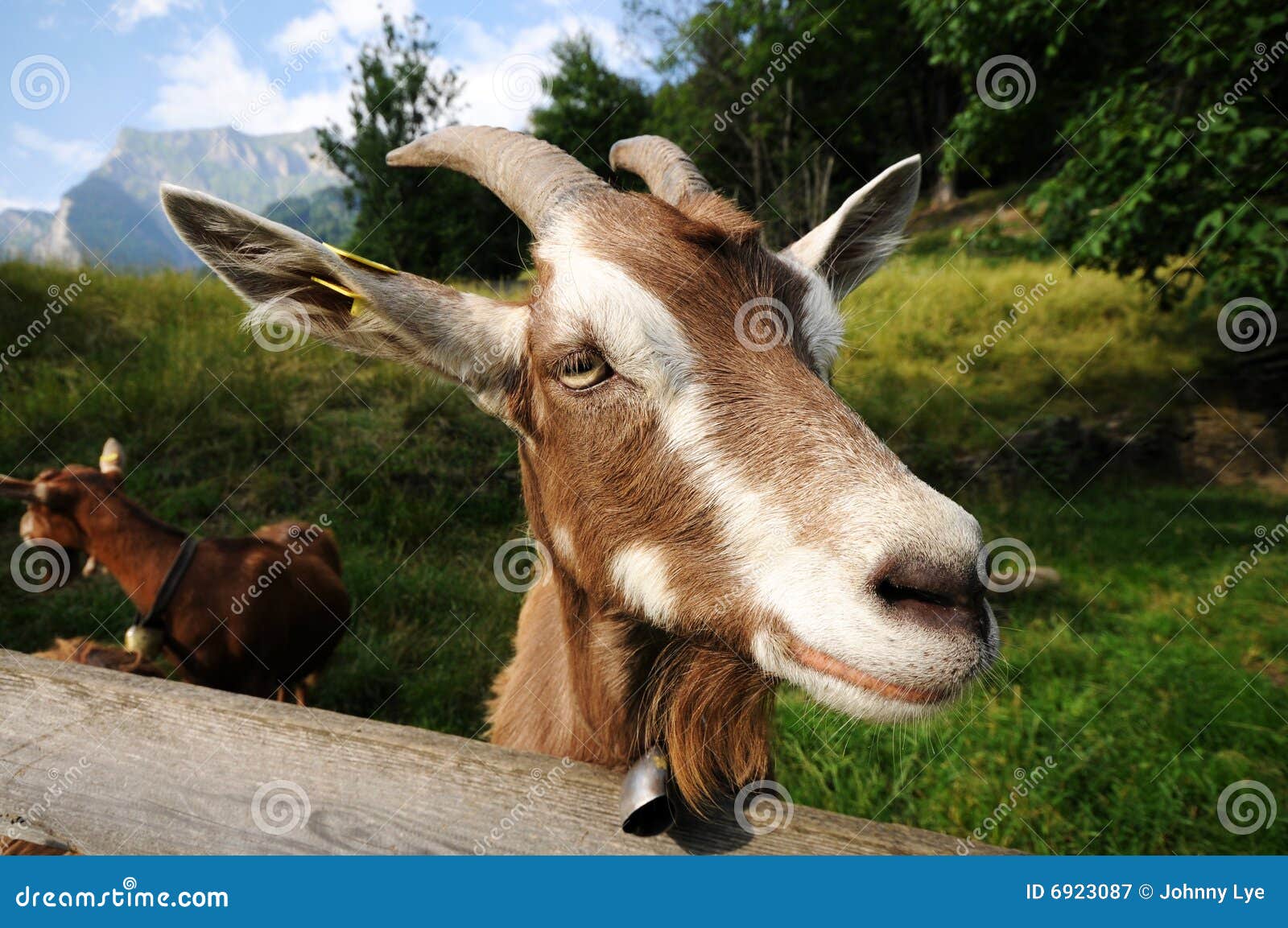 Heidi-Ziege stockbild. Bild von berg, schweiz, glocke - 6923087