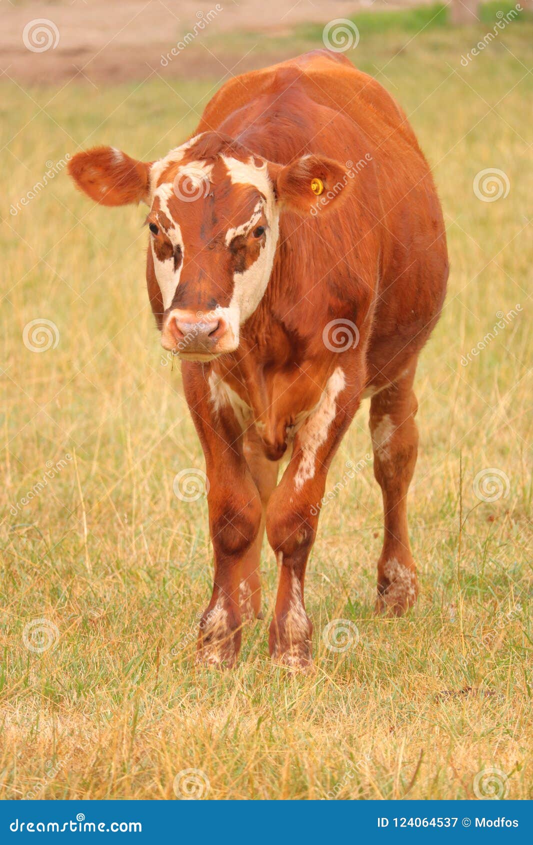 Heifer Calf with Distinctive Marking Stock Image - Image of frontal ...