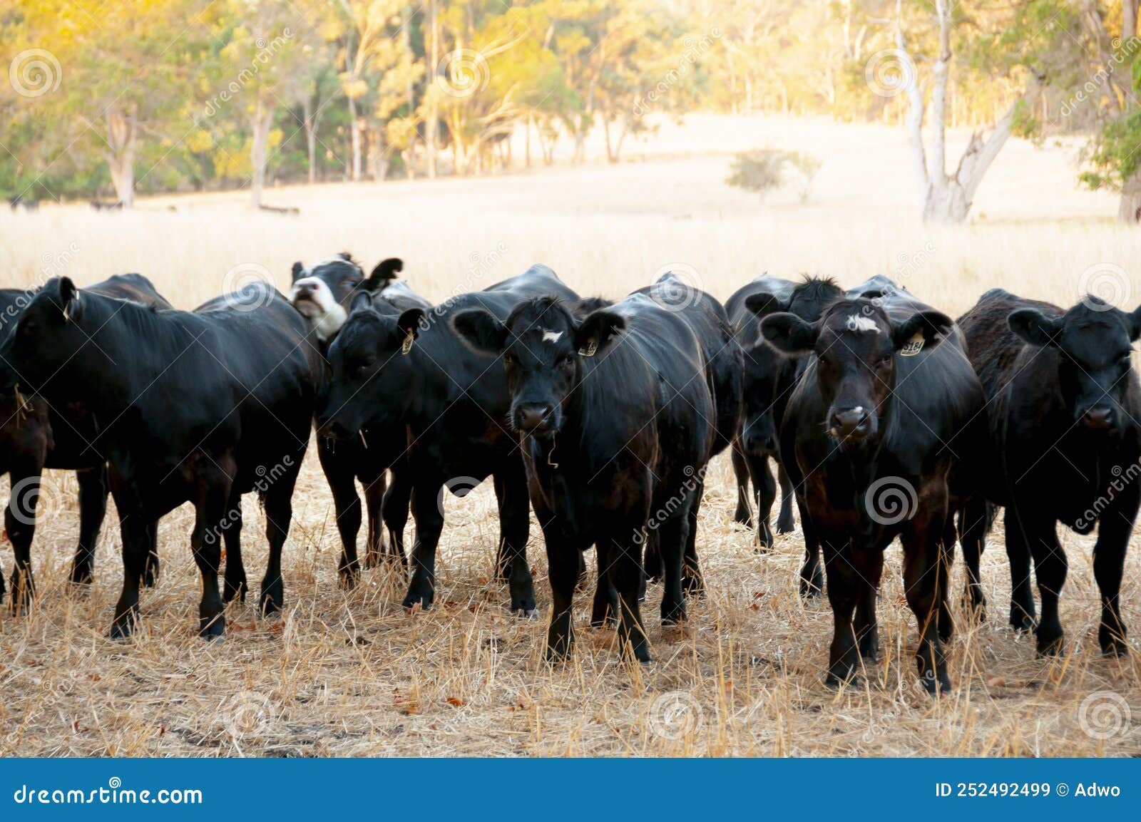 Heifer Cattle stock image. Image of australia, cattle - 252492499