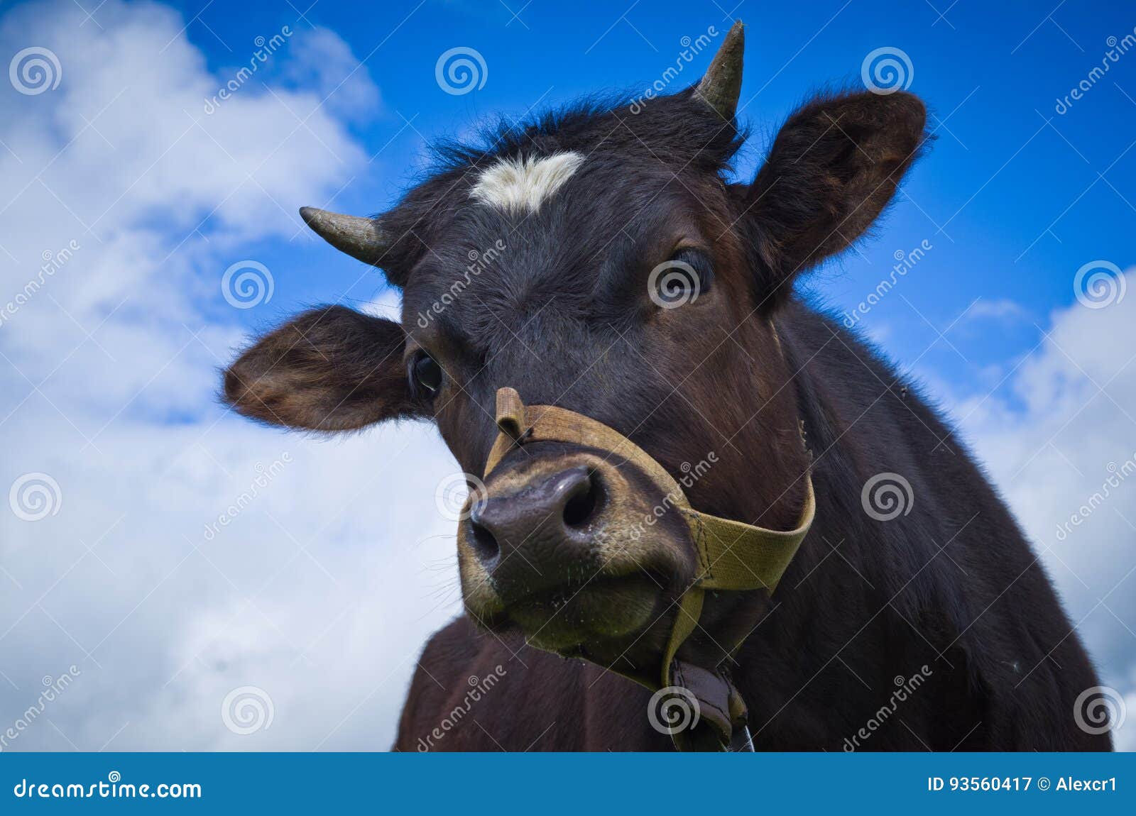 Heifer on a Leash stock image. Image of farmer, breed - 93560417