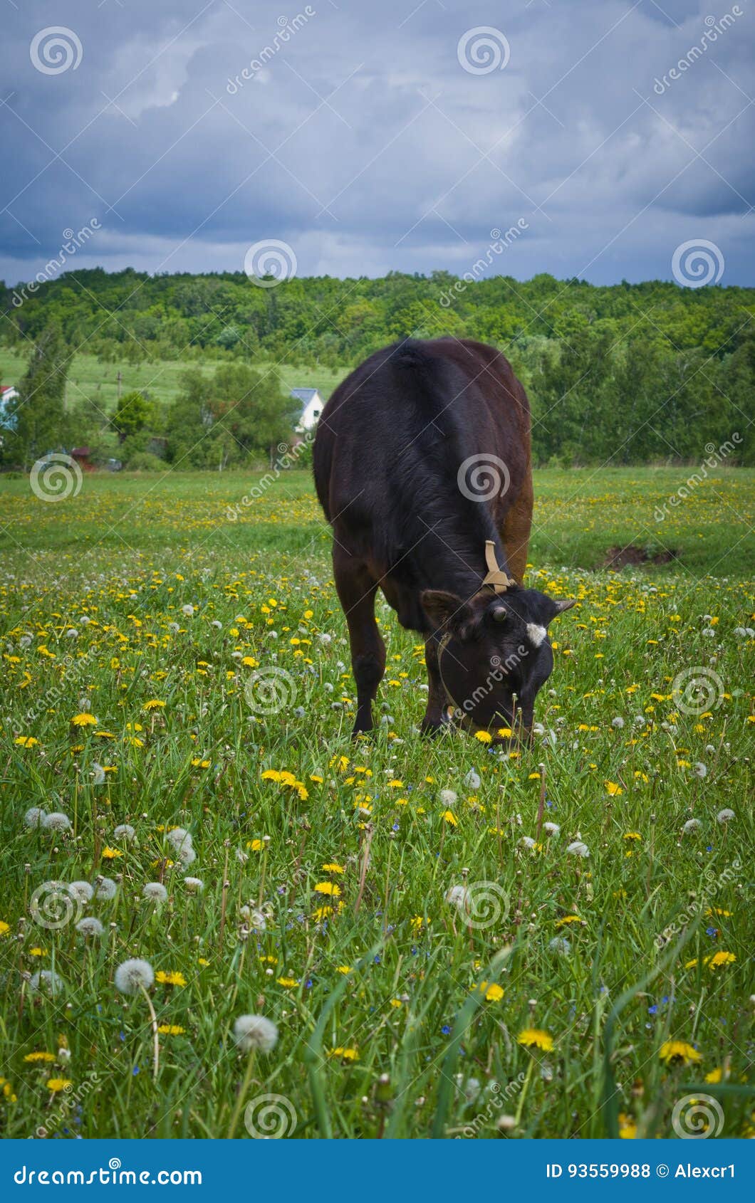 Heifer on a Leash stock photo. Image of cattle, black - 93559988