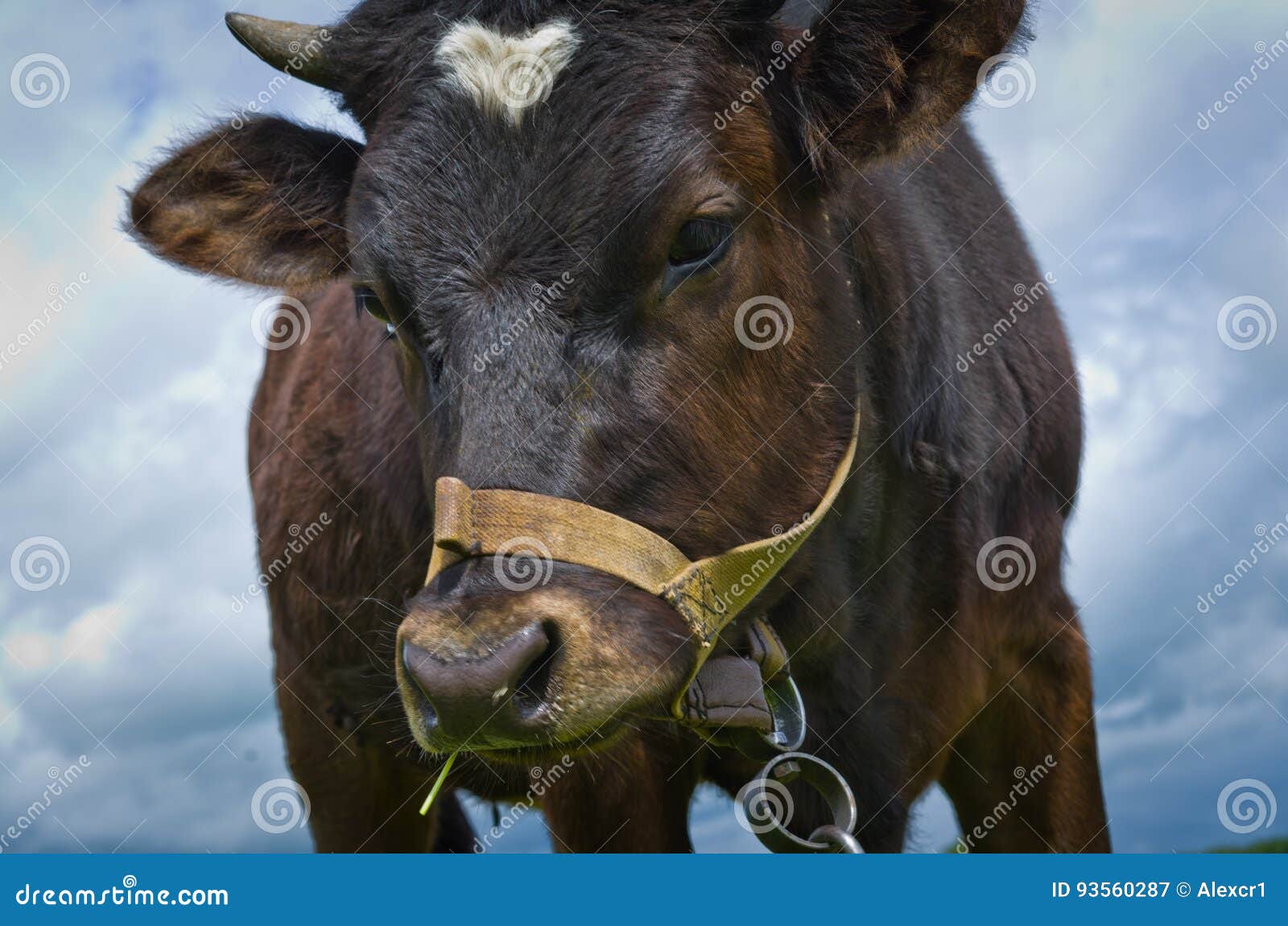 Heifer on a Leash stock image. Image of brown, husbandry - 93560287