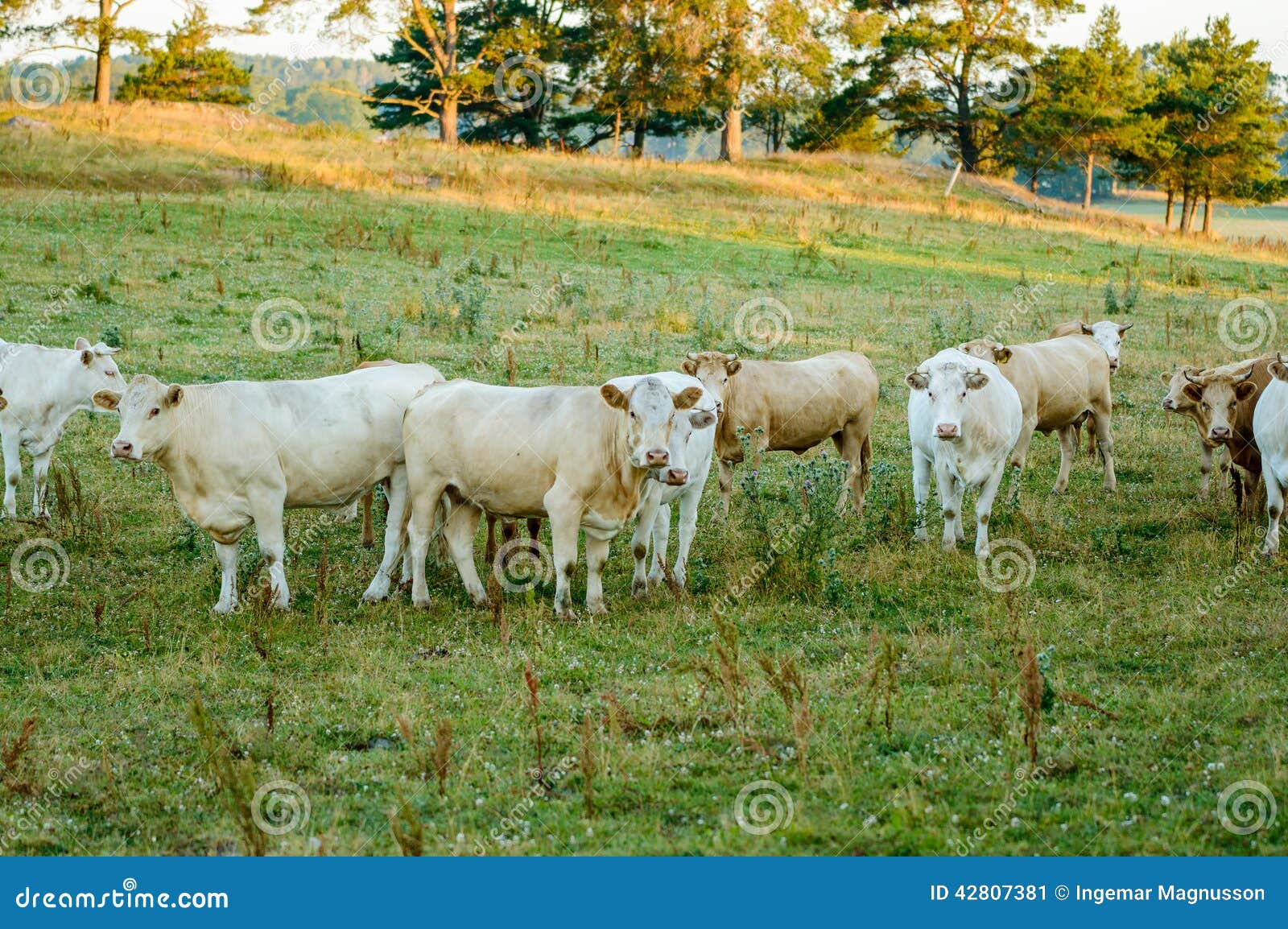 Heifers stock image. Image of heifer, grassland, environment - 42807381