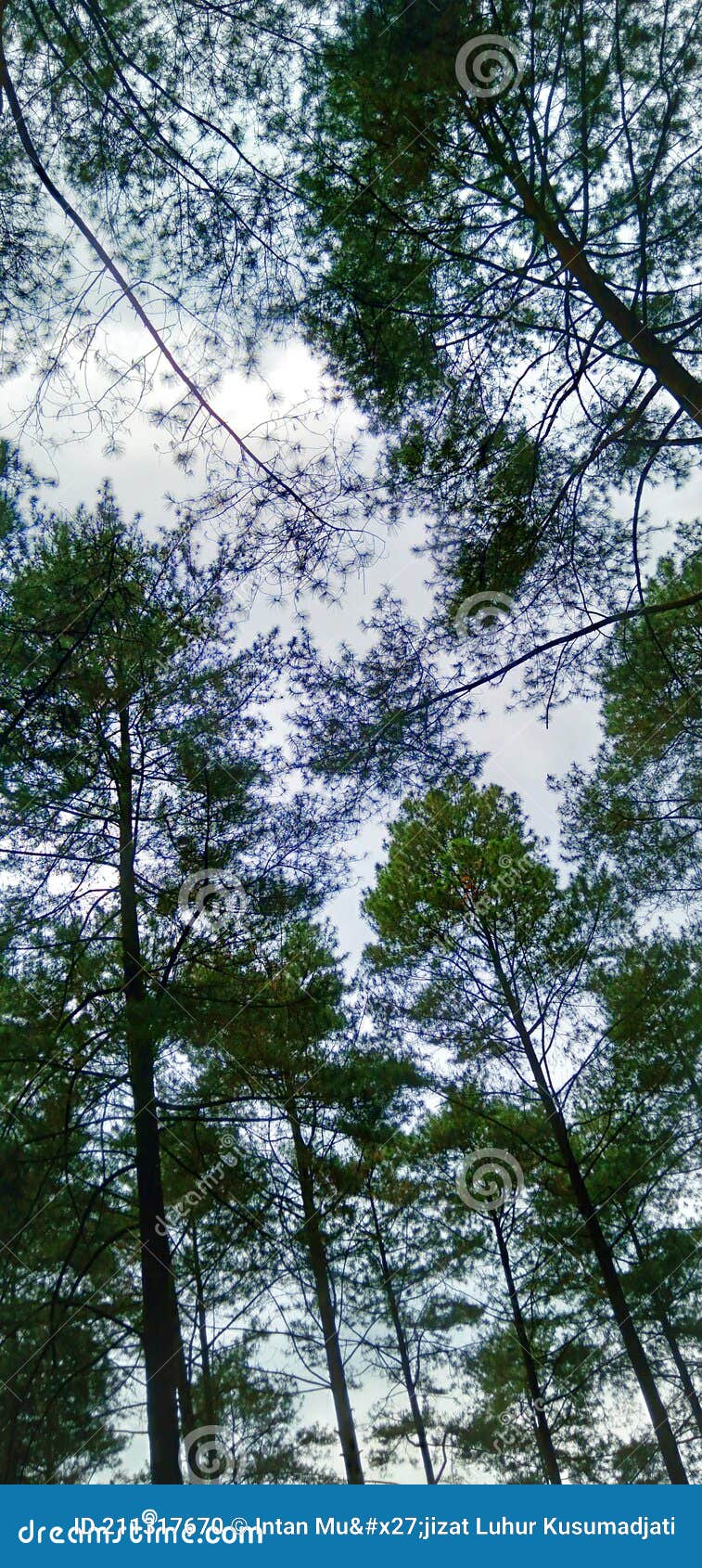 The Height of the Pine Tree Stock Photo - Image of cloud, pine: 211317670