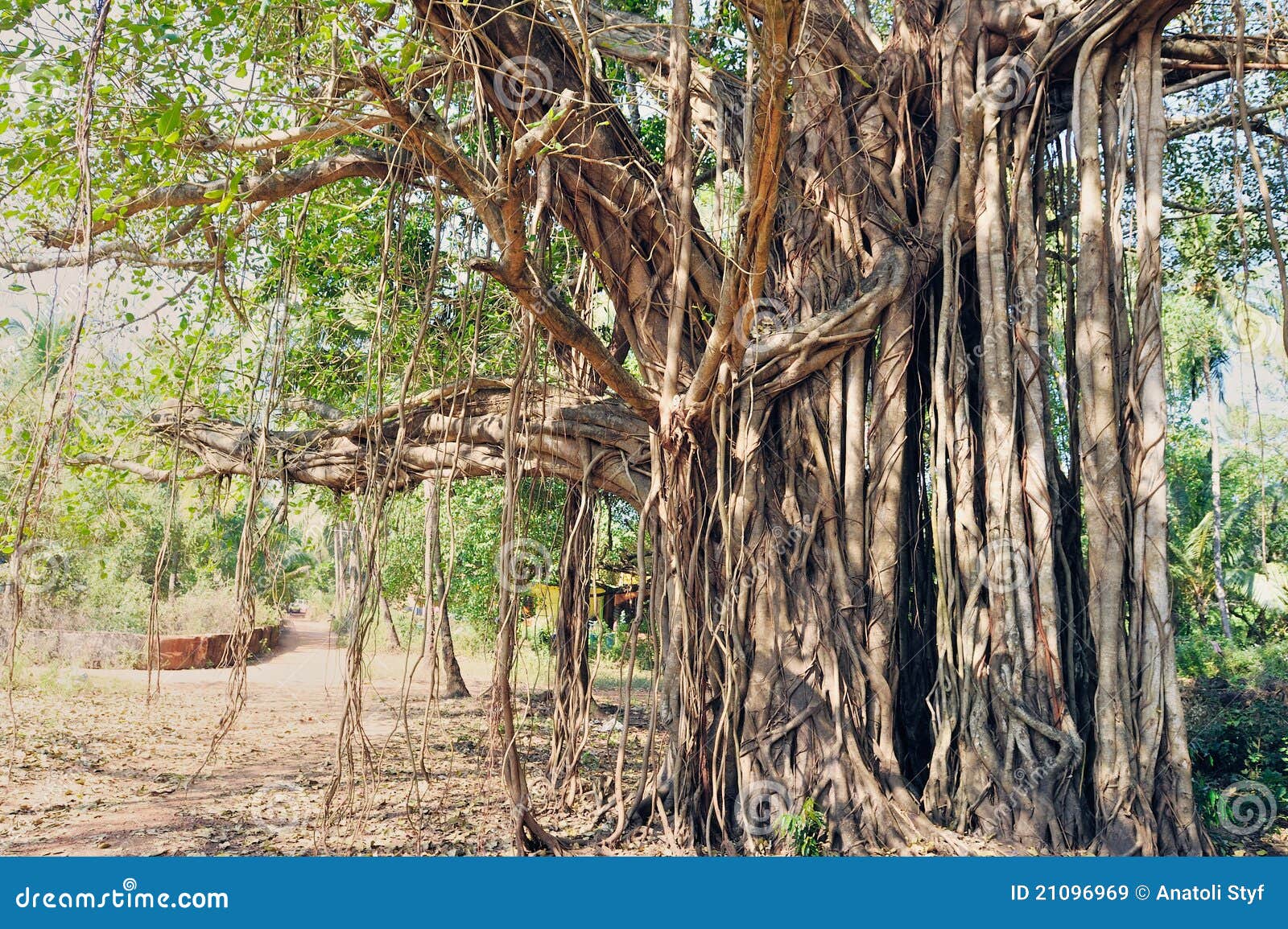 Heilige Boom stock afbeelding. Image of indisch, banaan - 21096969