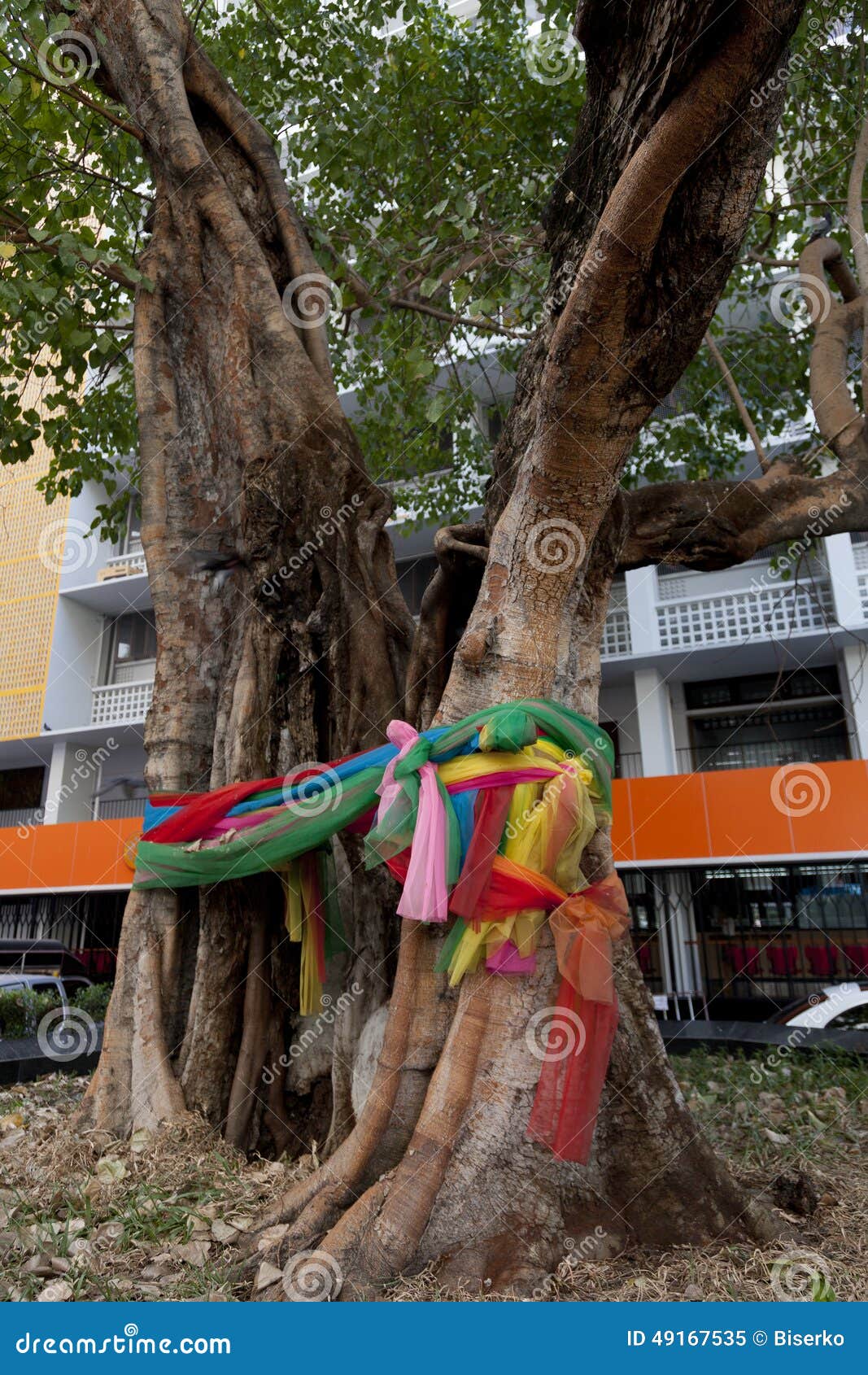 Heilige boom stock afbeelding. Image of rustig, geest - 49167535