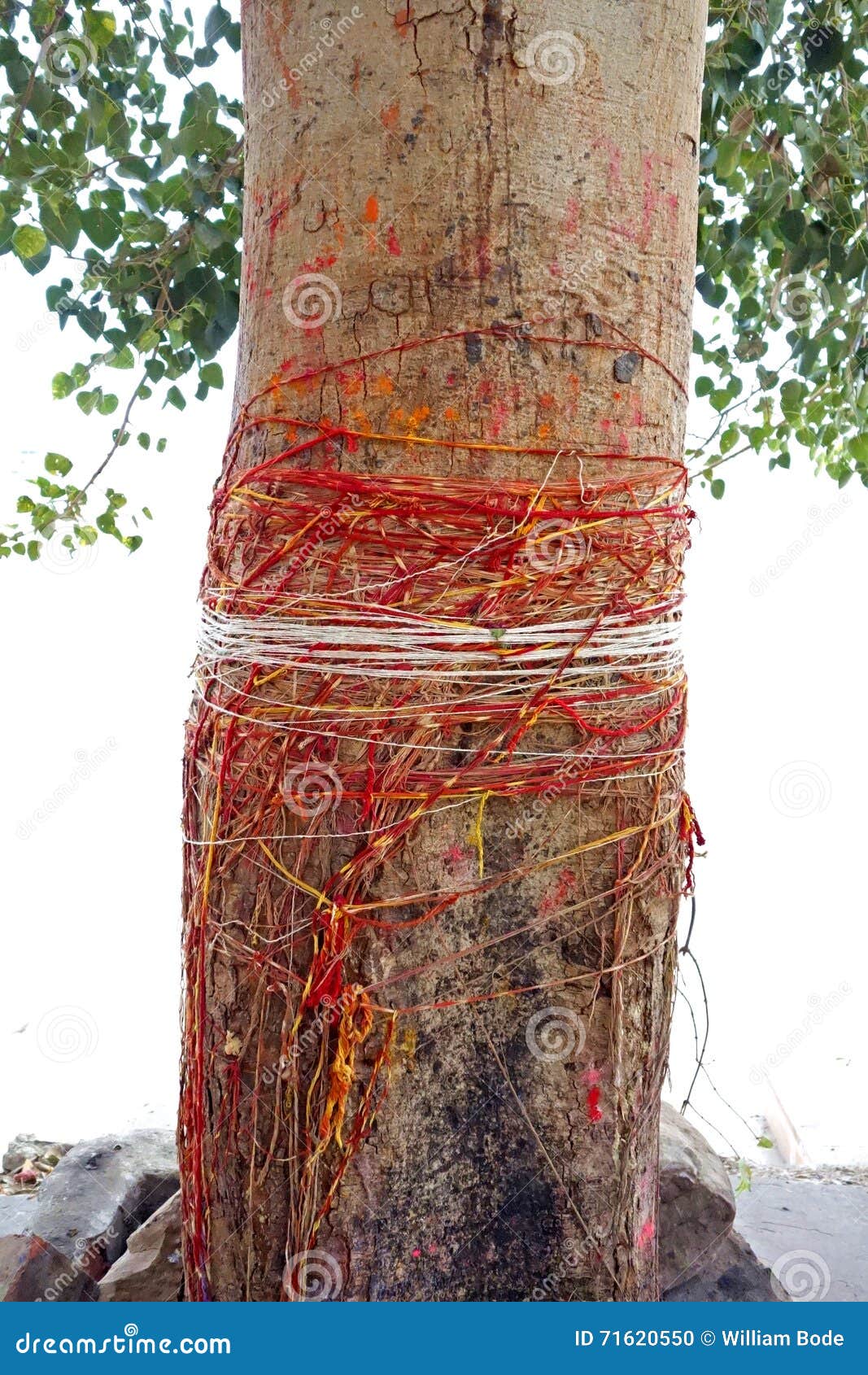 Heilige Boom van India stock foto. Image of indië, individueel - 71620550