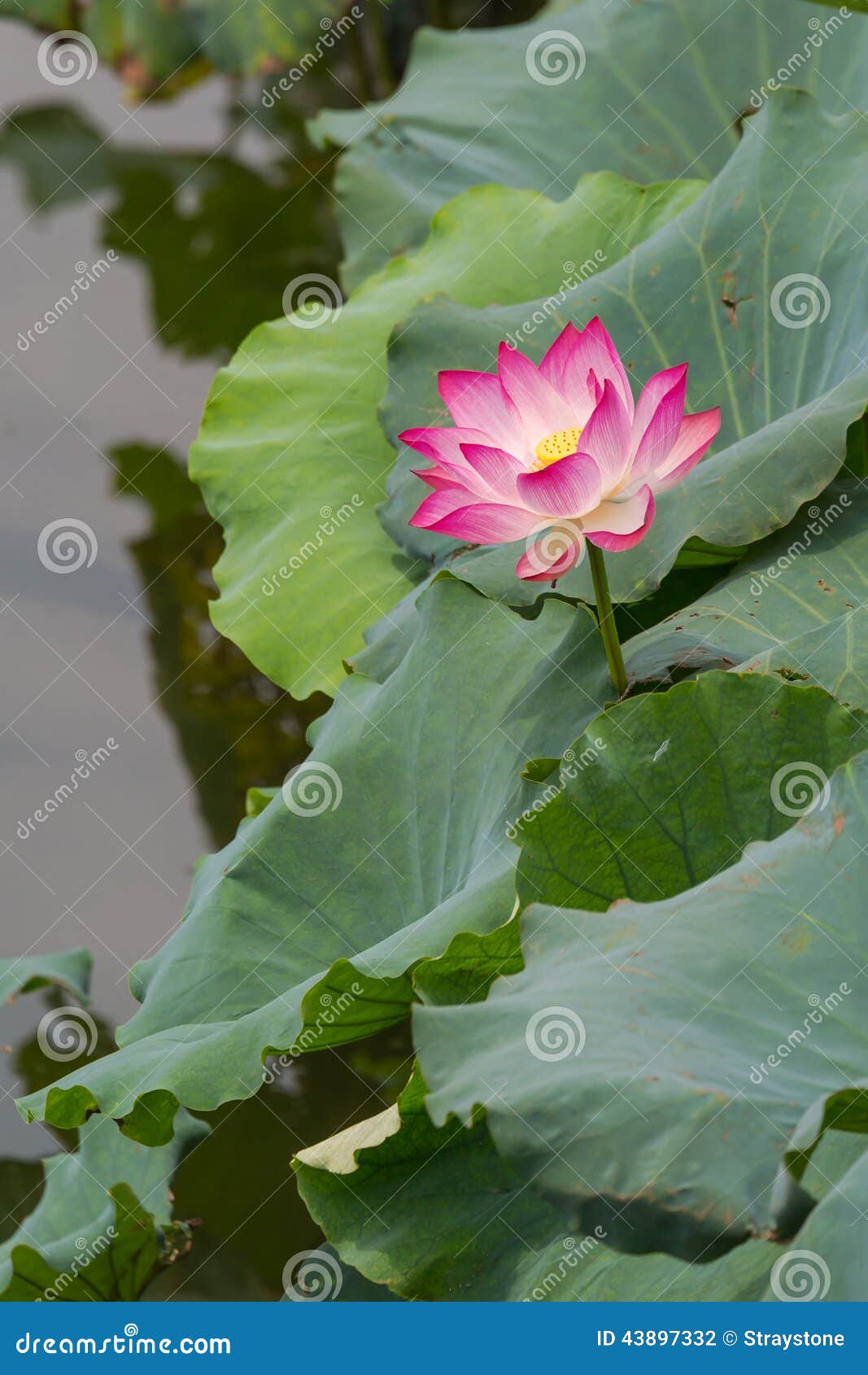Heilige lotusbloem stock foto. Image of roze, heilig - 43897332