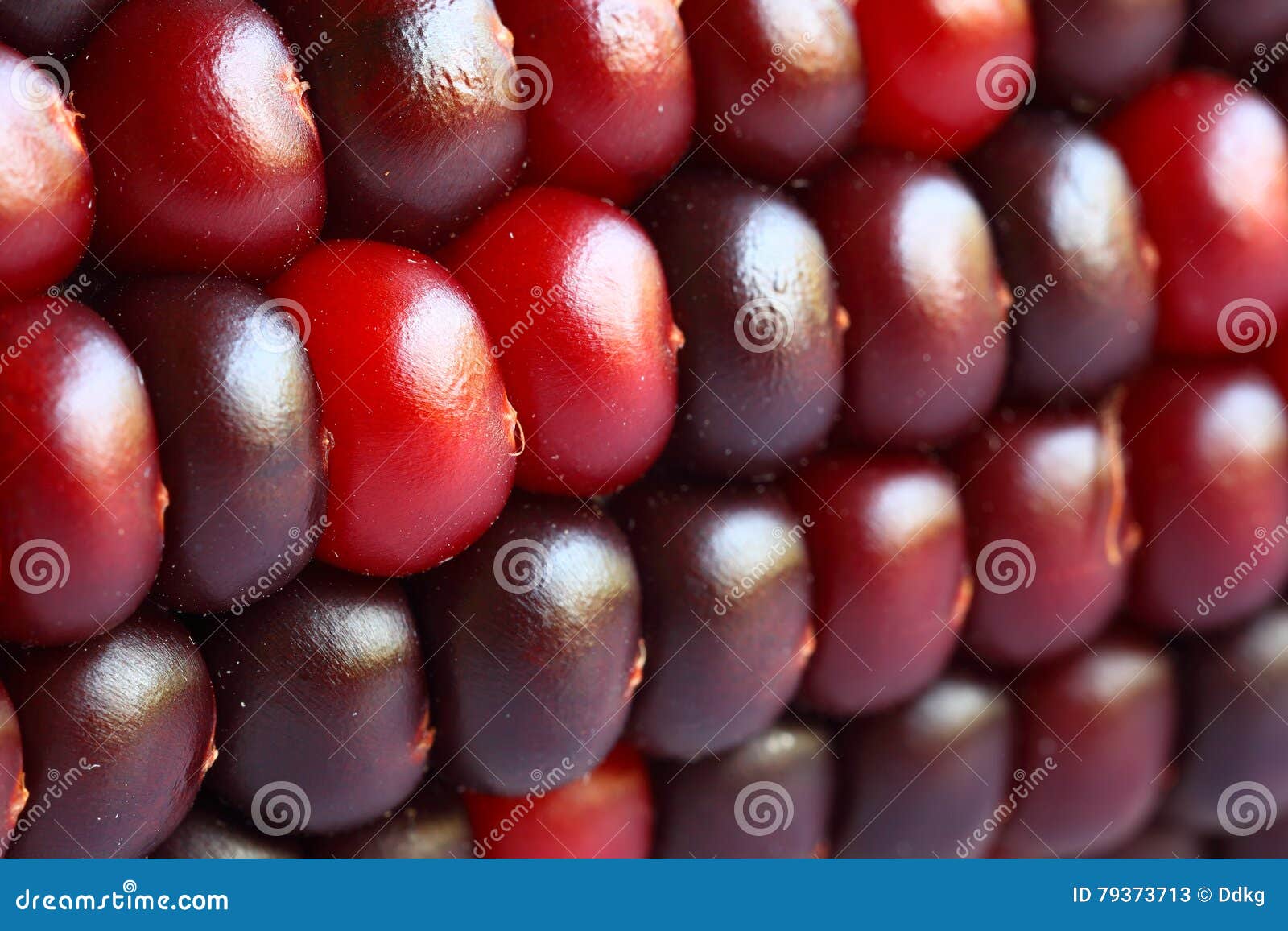 Heirloom Corn Macro stock image. Image of culture, american - 79373713