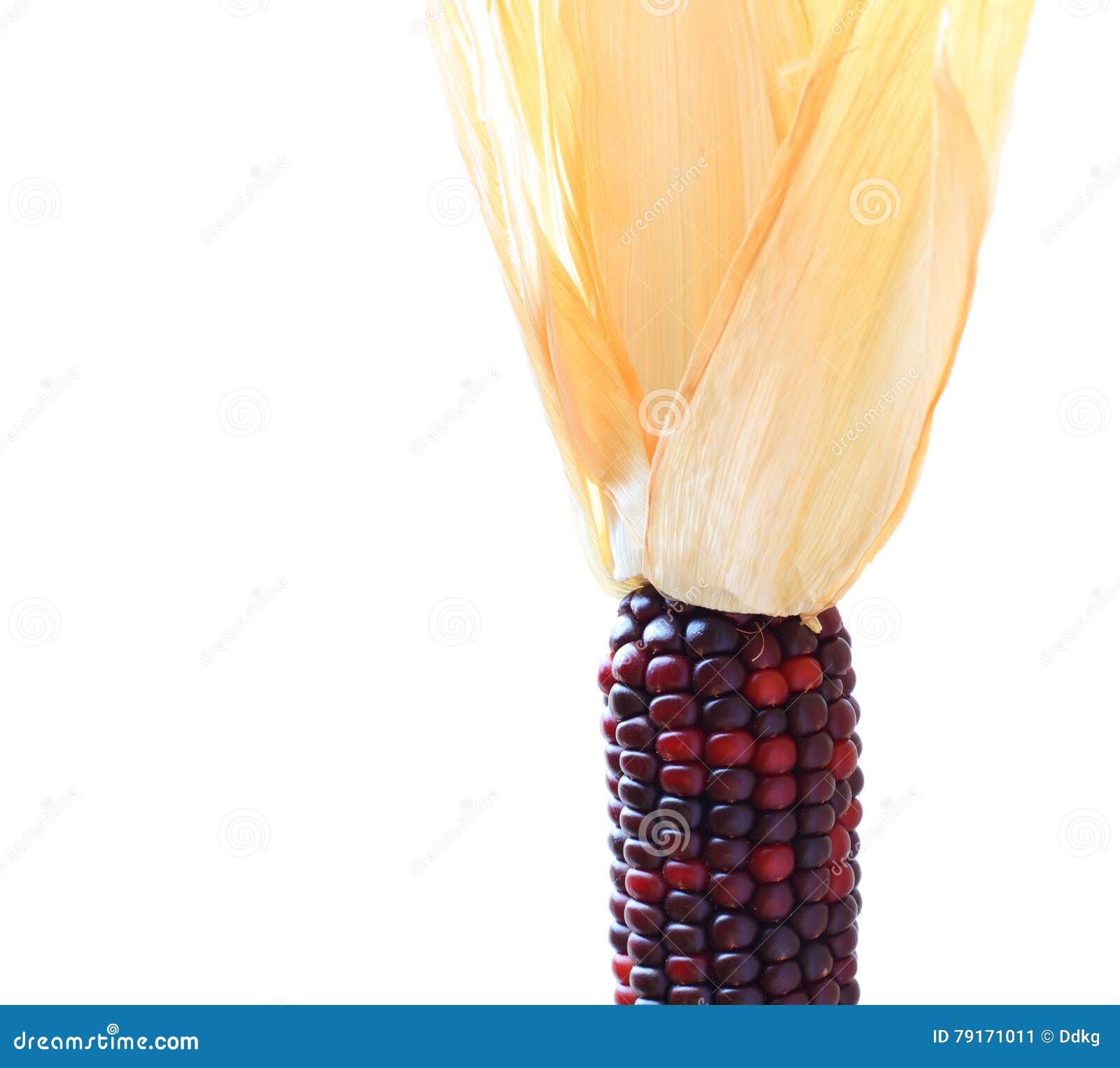 Heirloom Corn stock image. Image of produce, close, background - 79171011