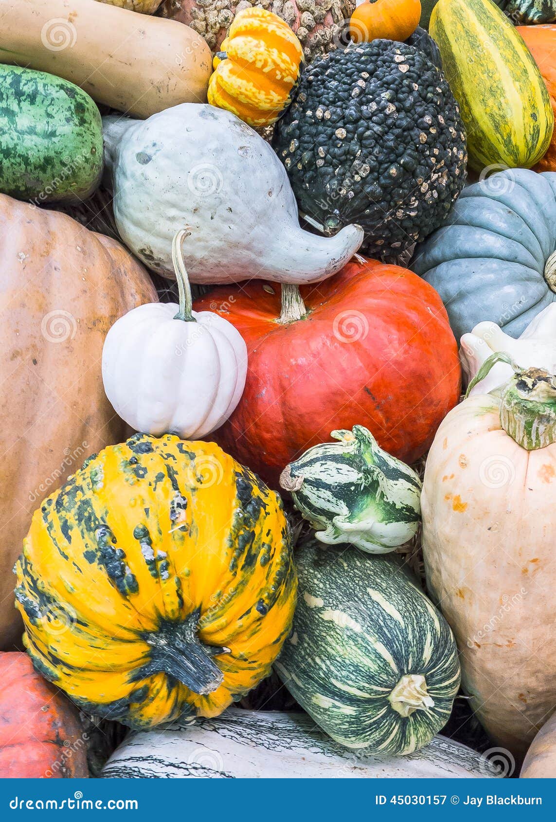 Heirloom Squash on Display 14 Stock Image - Image of farming, healthy ...