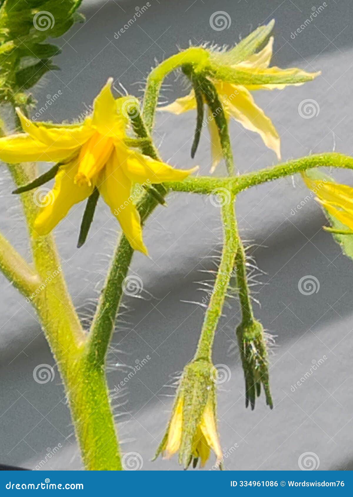Heirloom Tomato Flowers in Various Stages of Bloom Stock Photo - Image ...