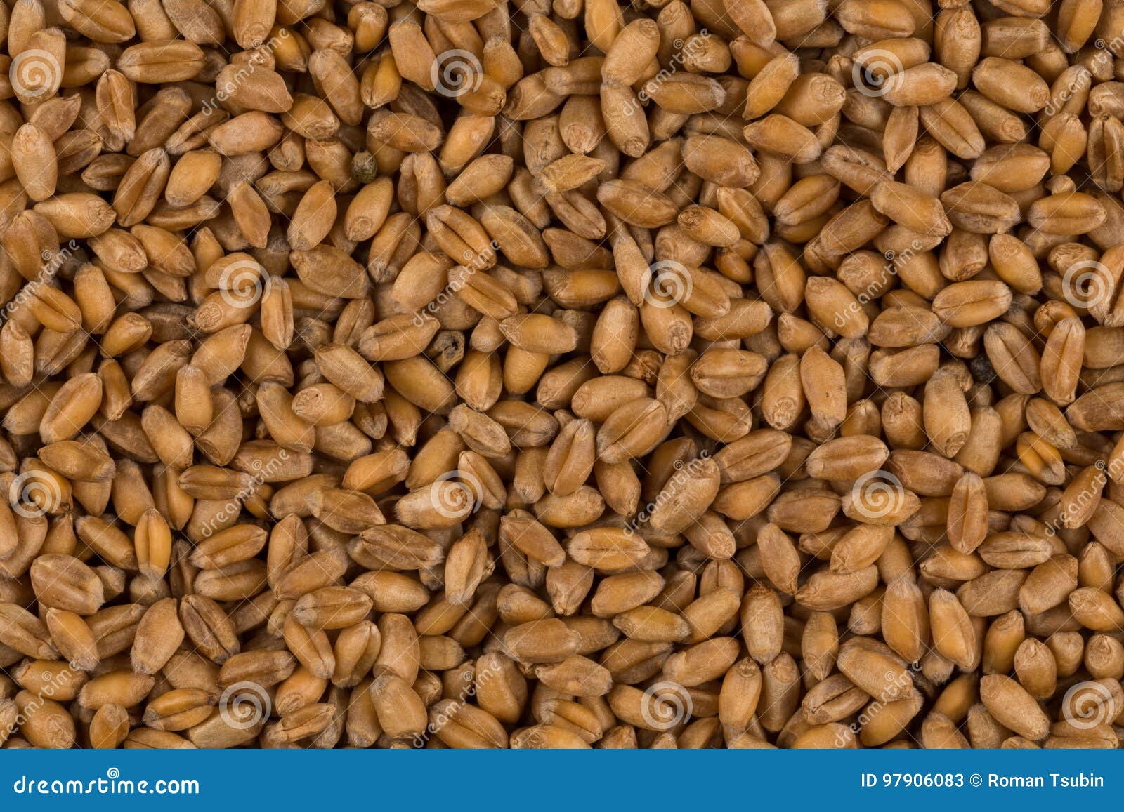 Hel bakgrund av vetekorn fotografering för bildbyråer. Bild av korn ...