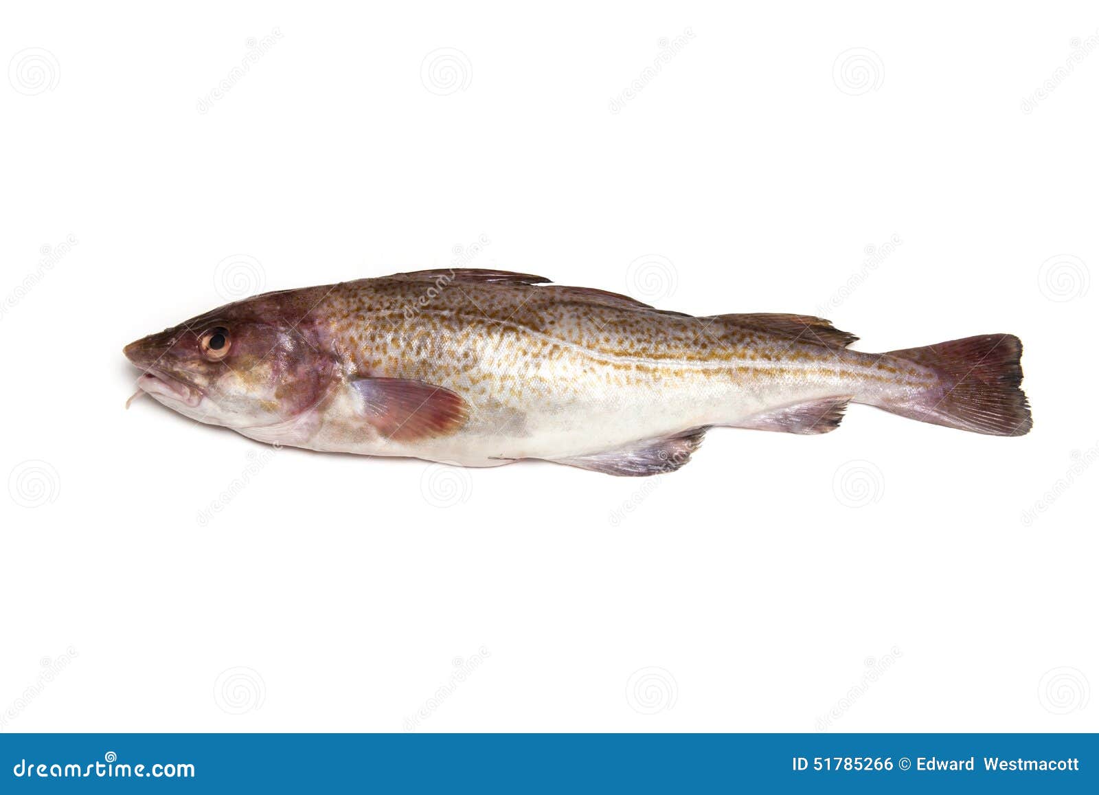 Hel torskfisk arkivfoto. Bild av helt, matlagning, vatten - 51785266