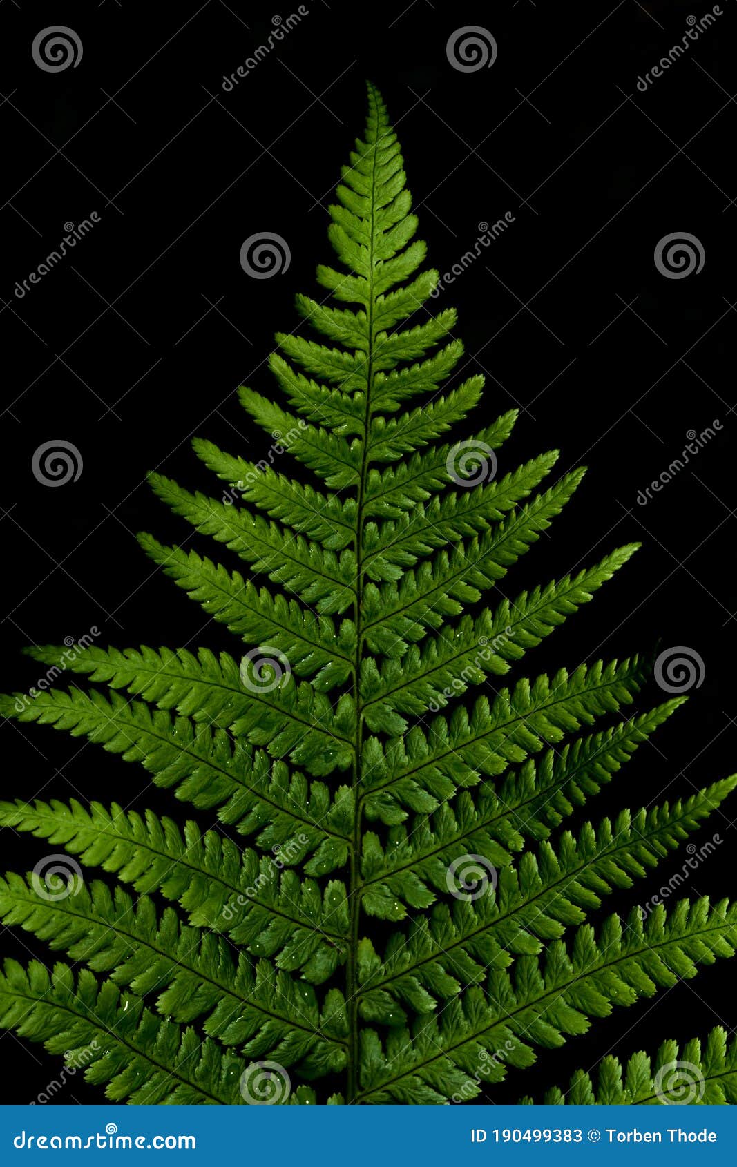 Helar con fondo negro imagen de archivo. Imagen de silvicultor - 190499383