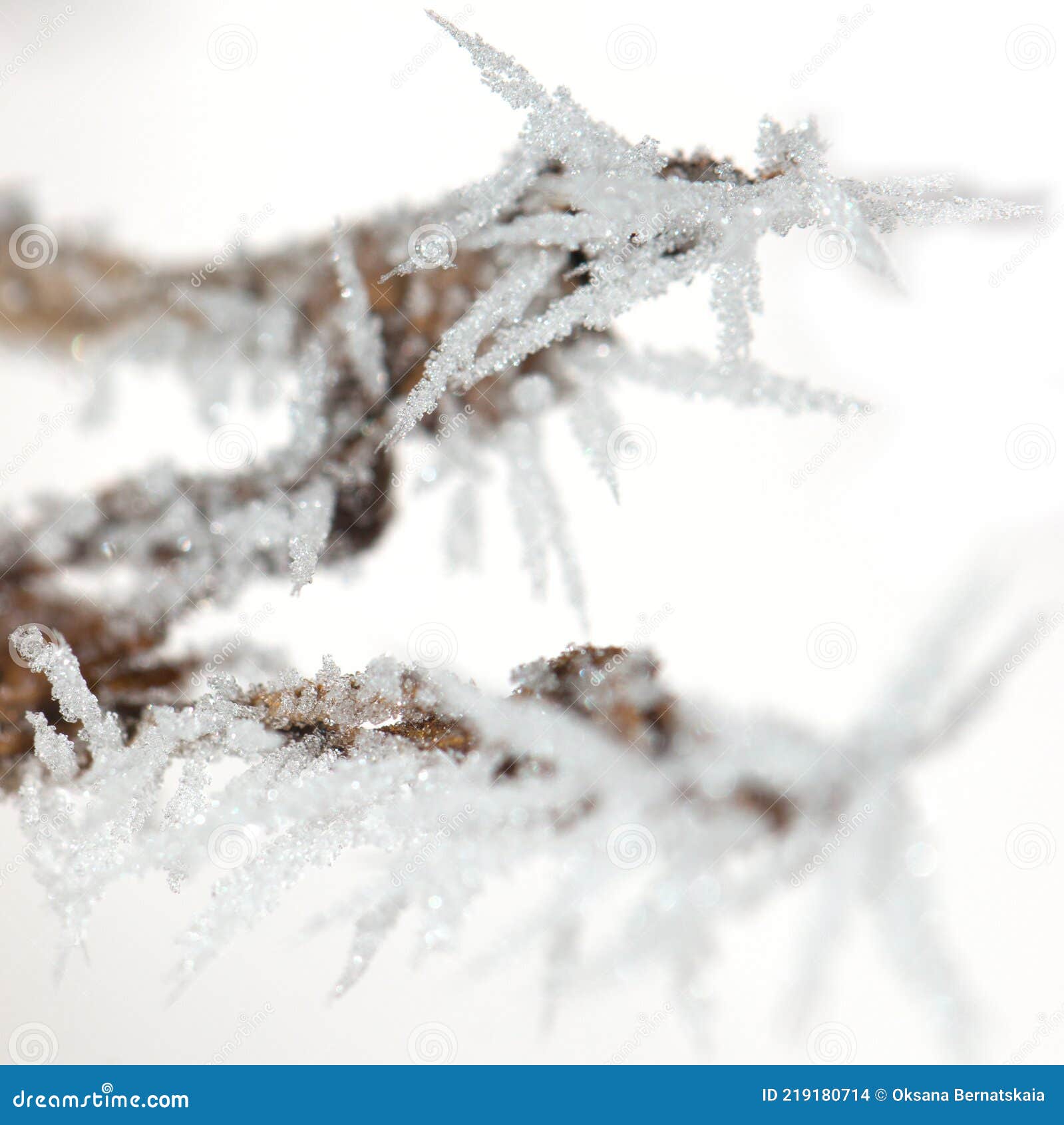 Helar En La Rama Como Fondo Foto de archivo - Imagen de iluminado ...