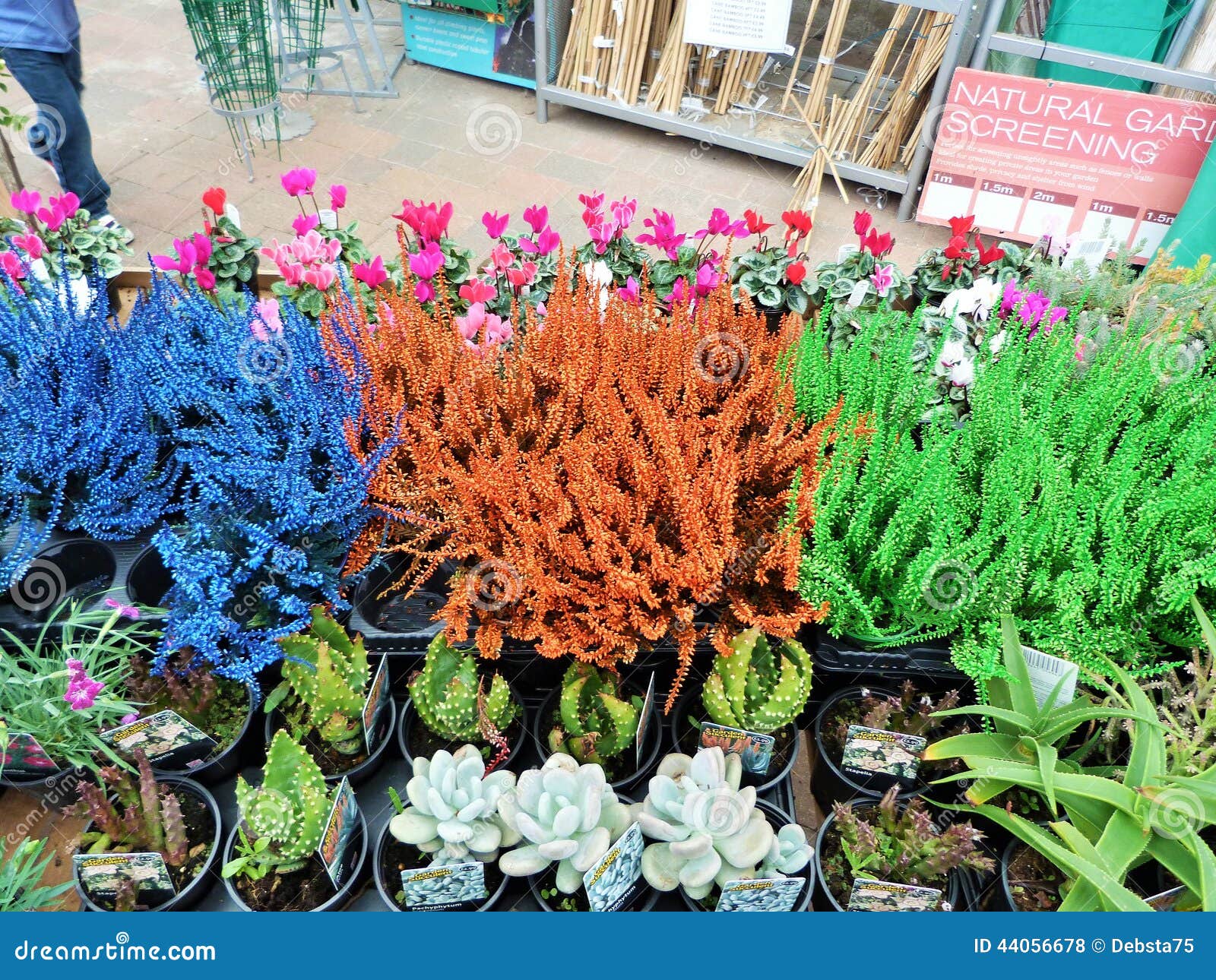 Helder gekleurde heide stock foto. Image of blauw, gekleurd - 44056678